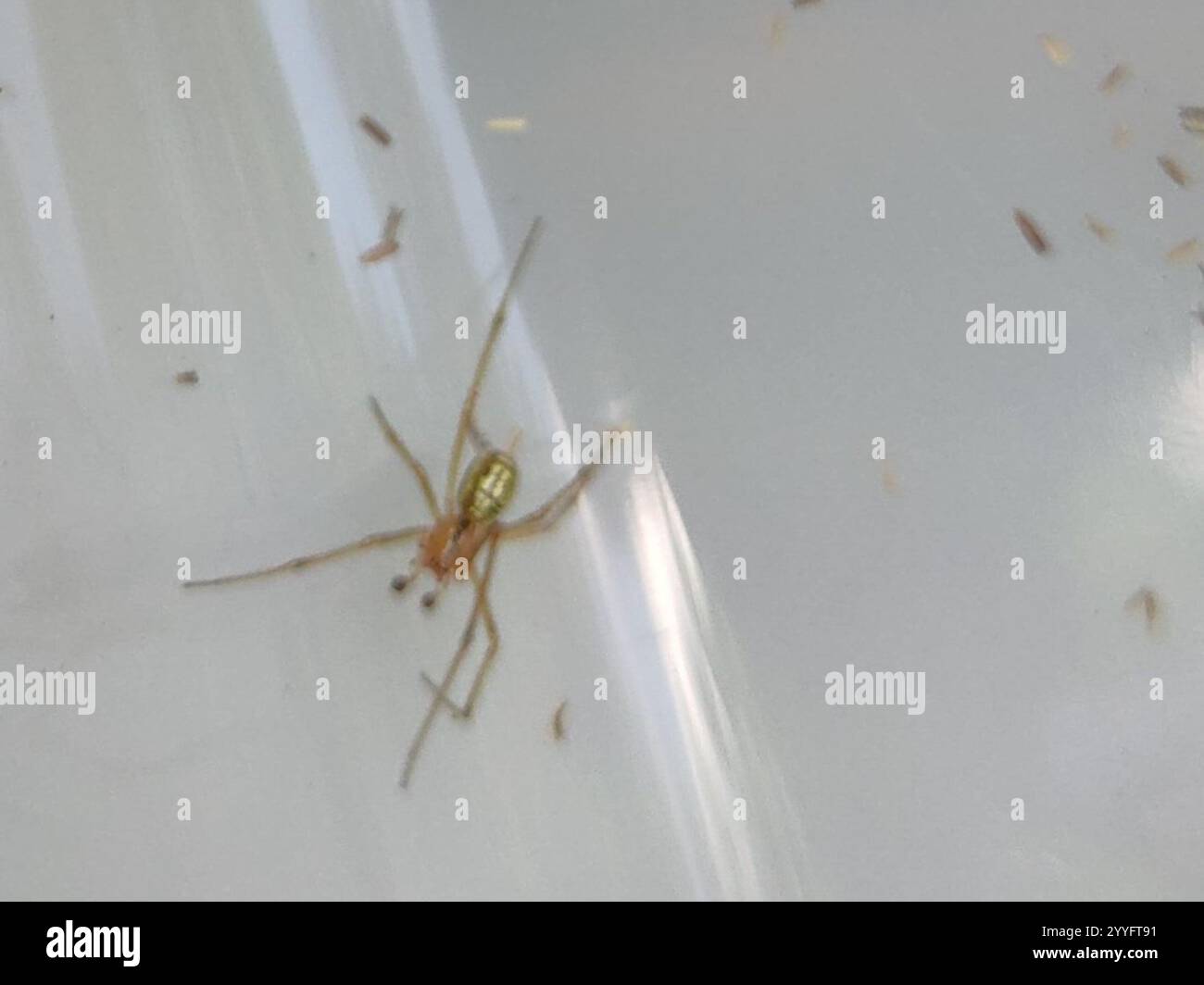 Common candy-striped spider (Enoplognatha ovata Stock Photo - Alamy