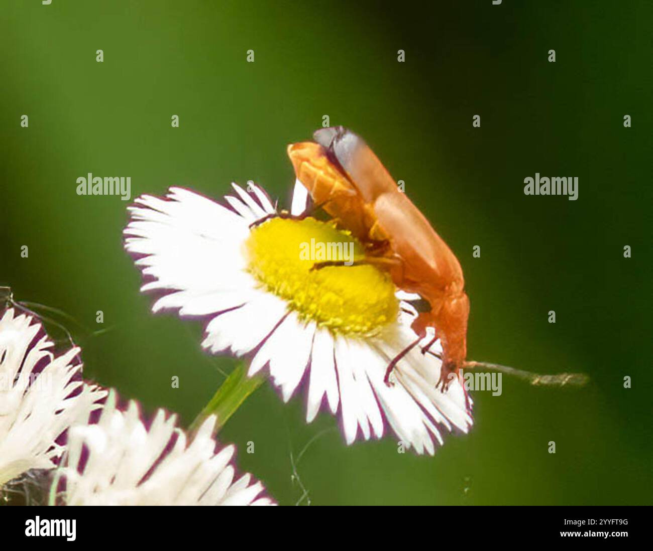 Common Red Soldier Beetle (Rhagonycha fulva Stock Photo - Alamy