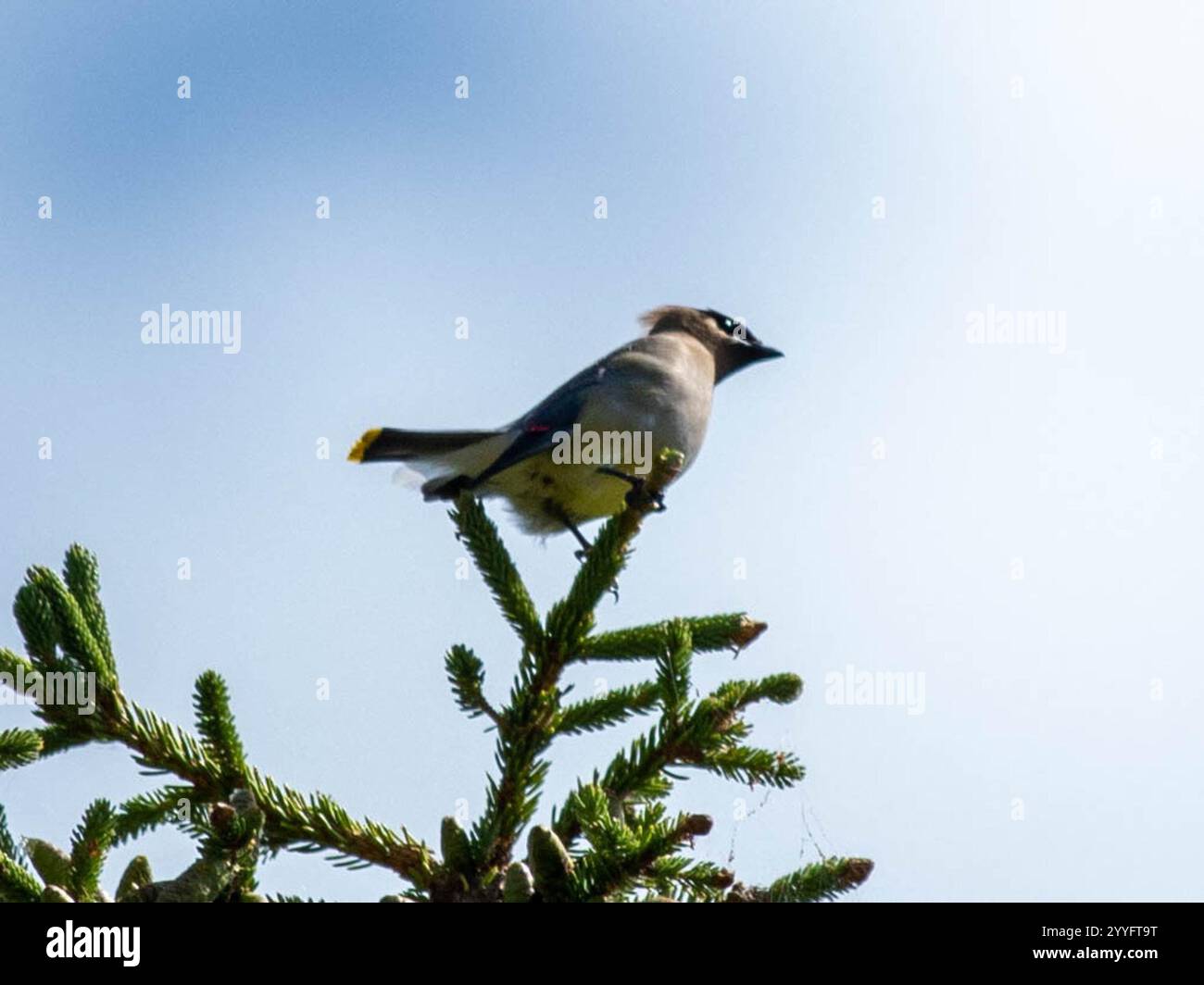 Cedar Waxwing (Bombycilla cedrorum Stock Photo - Alamy