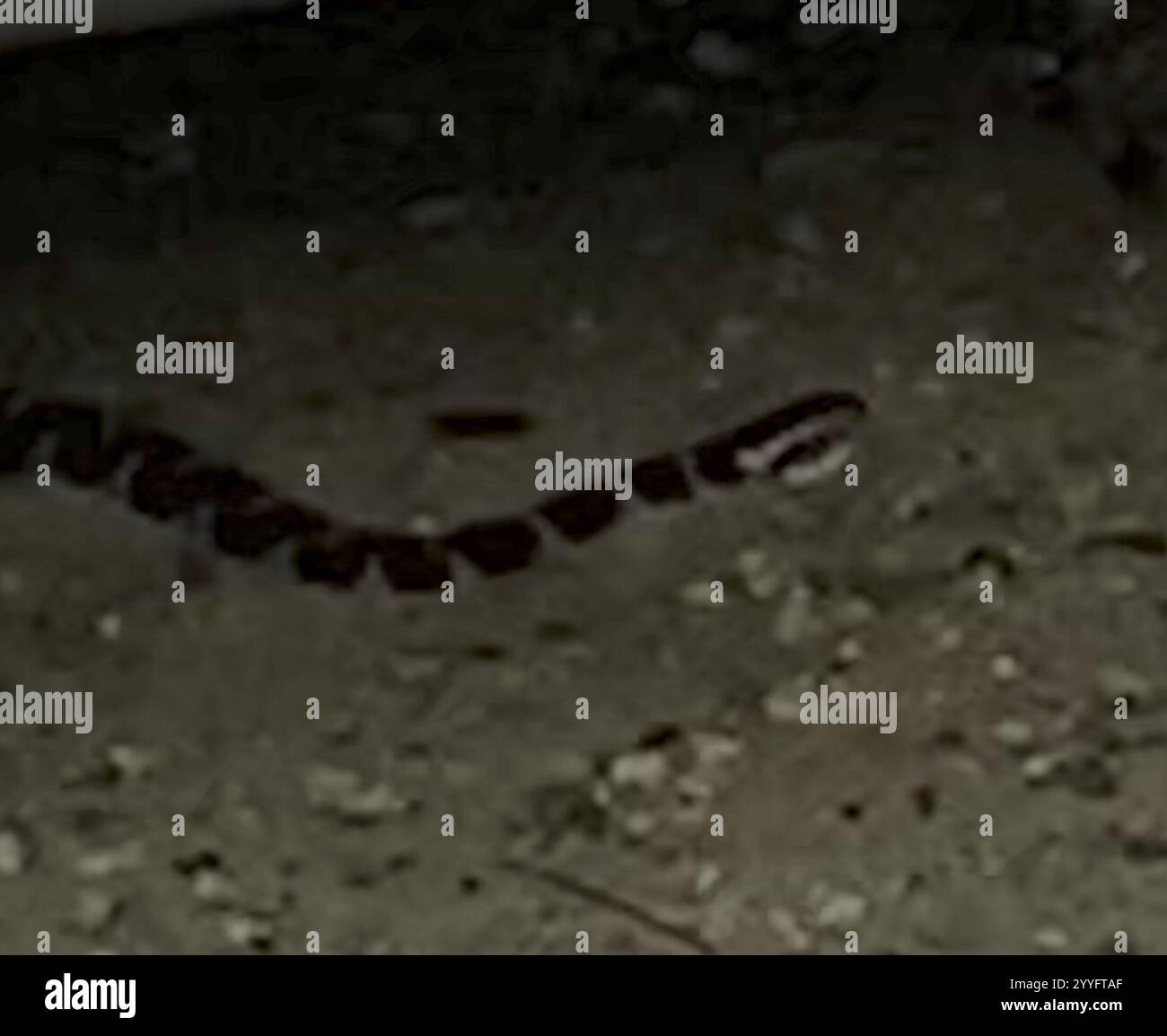 Common Watersnake (Nerodia sipedon Stock Photo - Alamy