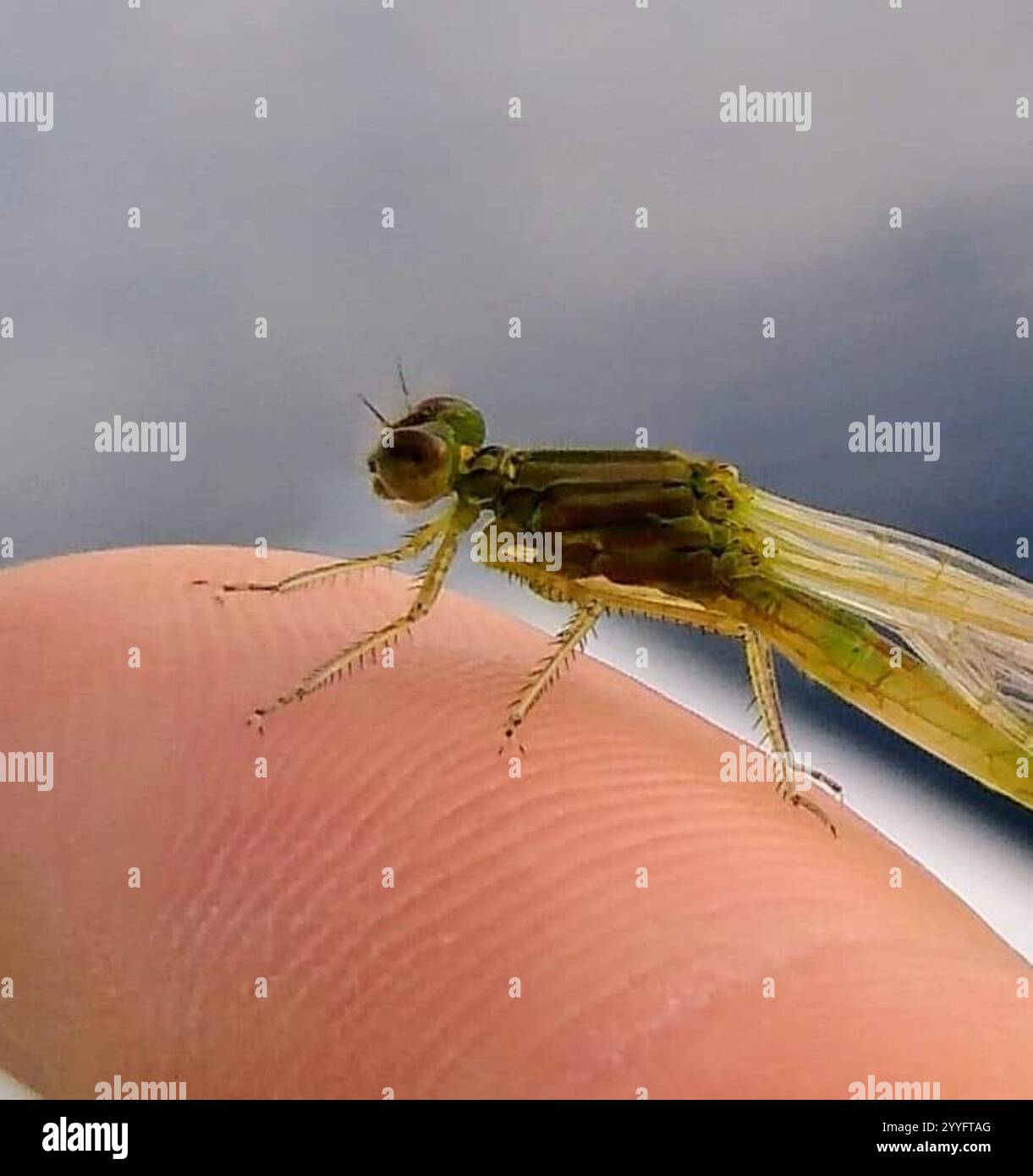 Narrow-winged Damselflies (Coenagrionidae Stock Photo - Alamy