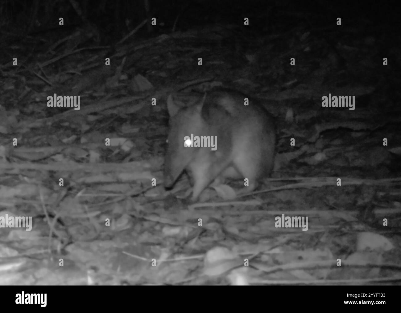 Long-nosed Bandicoot (Perameles nasuta Stock Photo - Alamy