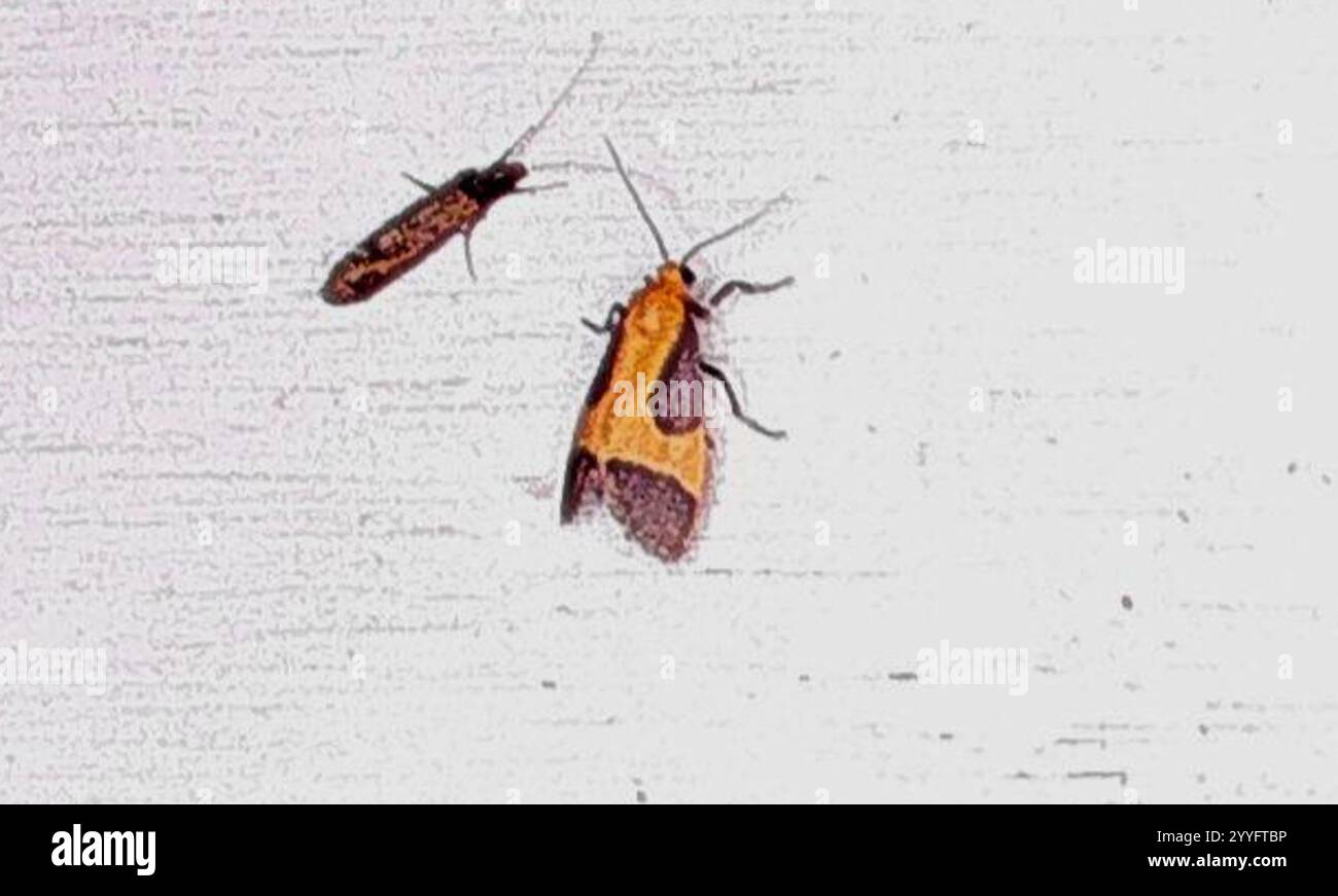 Pictured Lichen Moth (Cisthene picta Stock Photo - Alamy