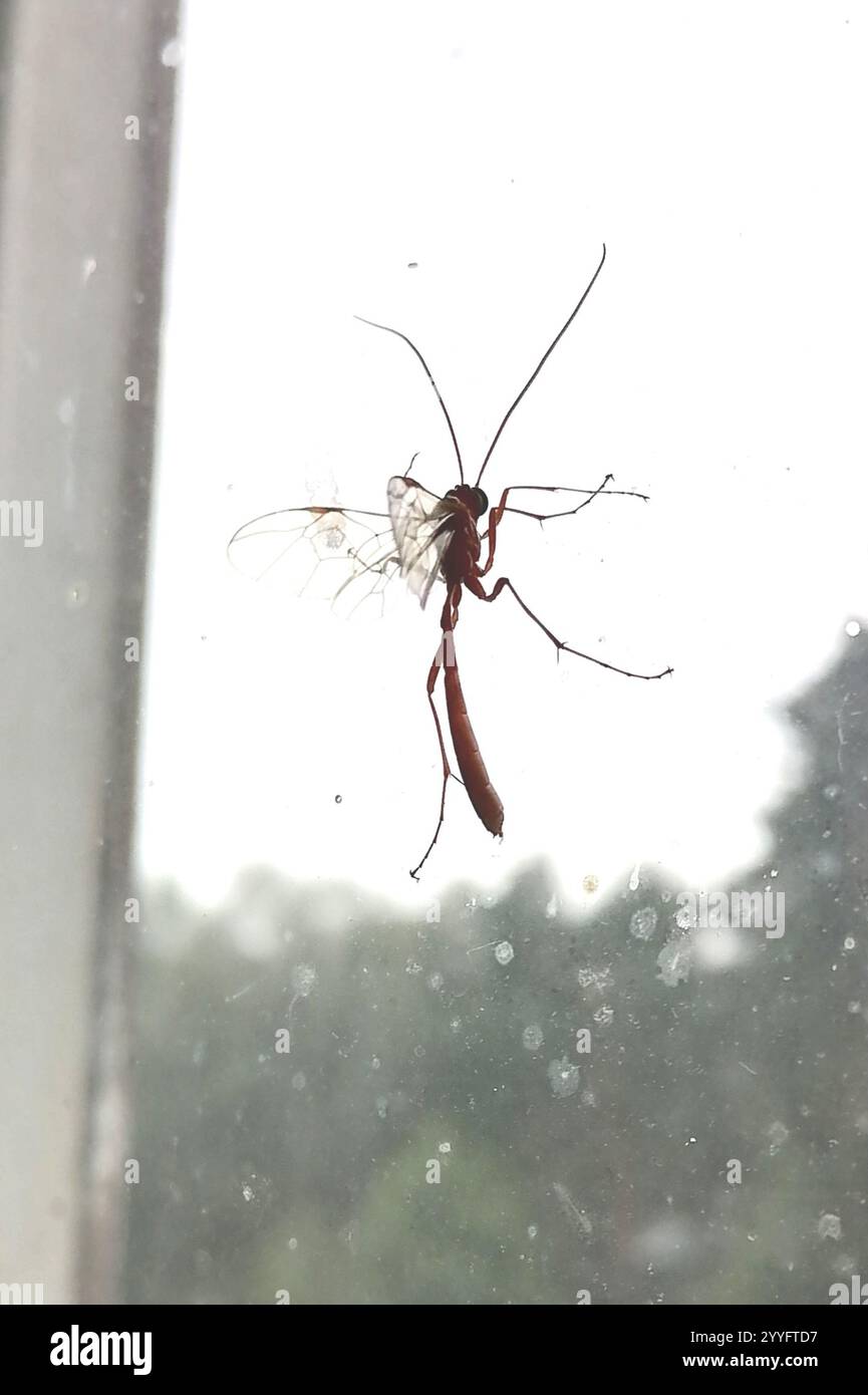 Short-tailed Ichneumonid Wasps (Ophioninae Stock Photo - Alamy