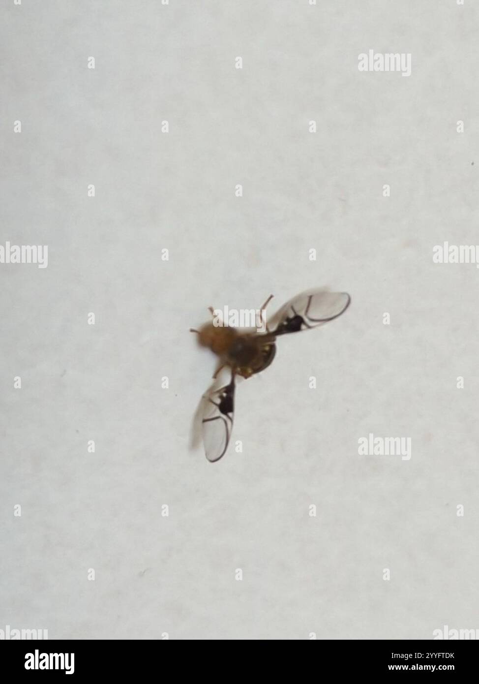 Spectacled Berry Fly (Anomoia purmunda Stock Photo - Alamy