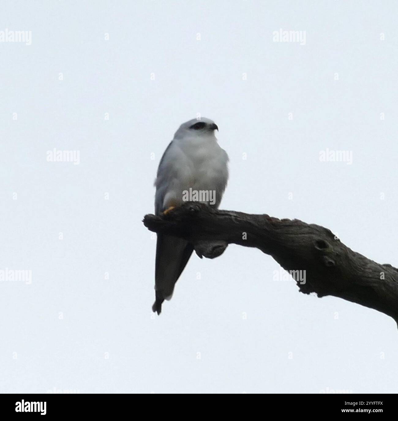 Black-shouldered Kite (Elanus axillaris Stock Photo - Alamy