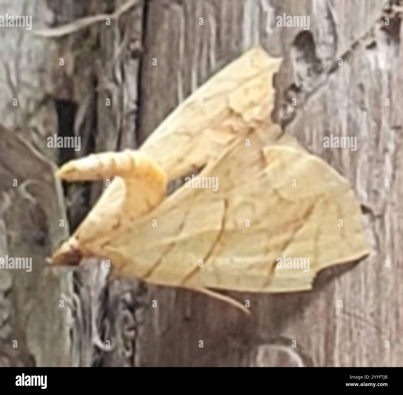 Grapevine Looper Moths (Eulithis diversilineata Stock Photo - Alamy