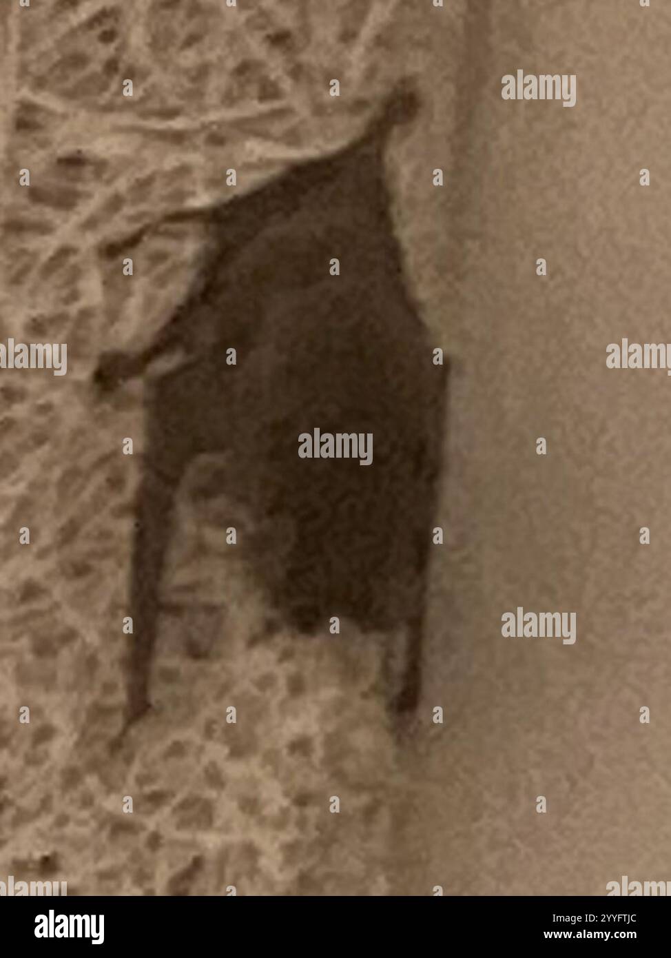 Mexican Free-tailed Bat (Tadarida brasiliensis Stock Photo - Alamy