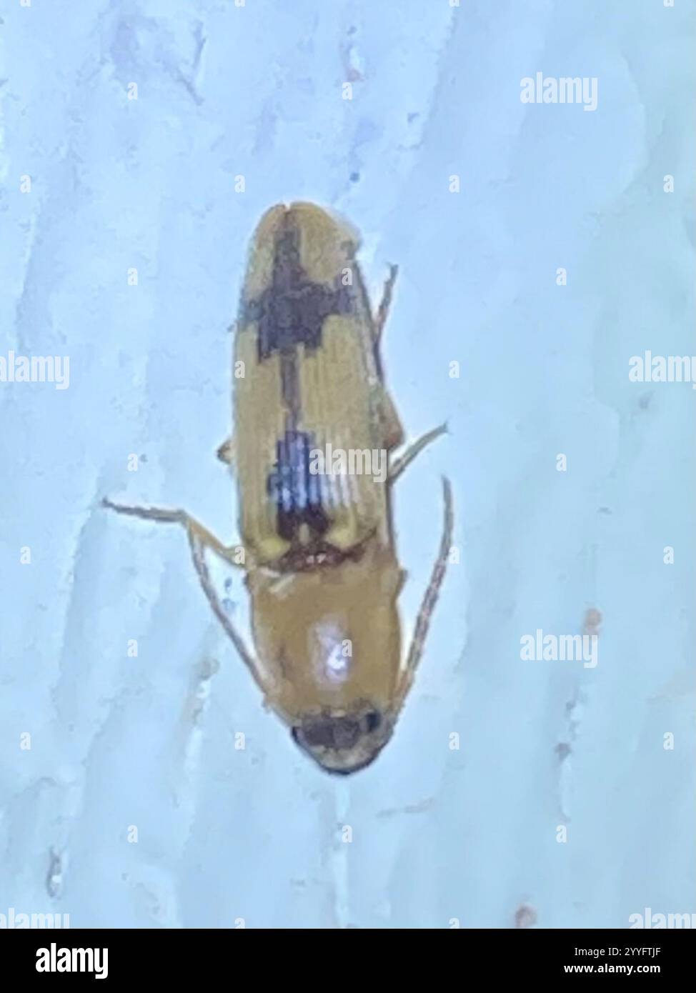 Monocrepidius hi-res stock photography and images - Alamy