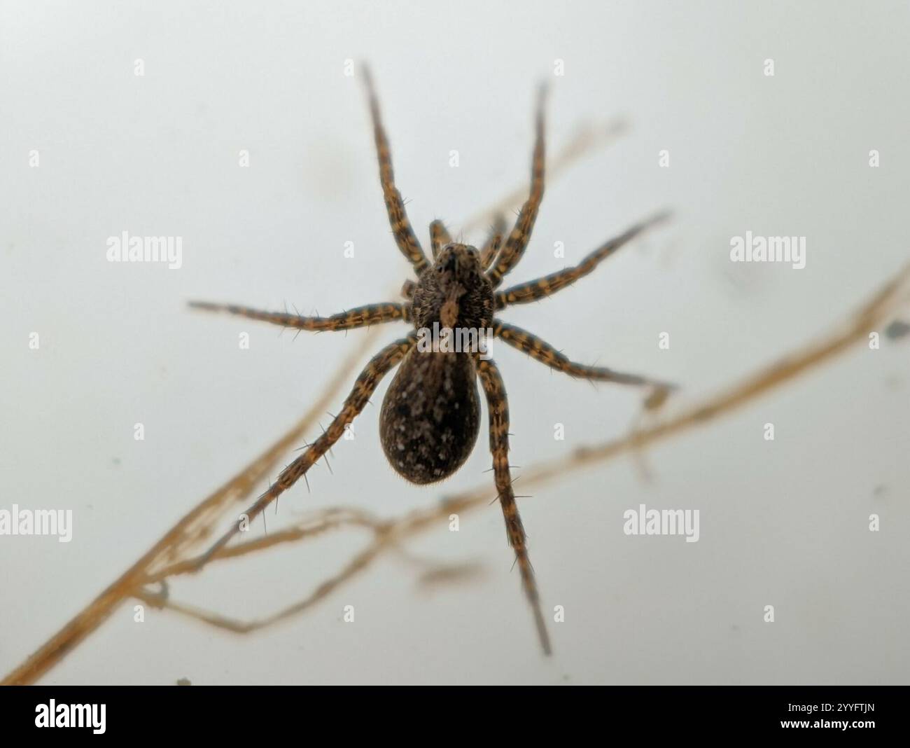 Thin-legged Wolf Spiders (Pardosa Stock Photo - Alamy