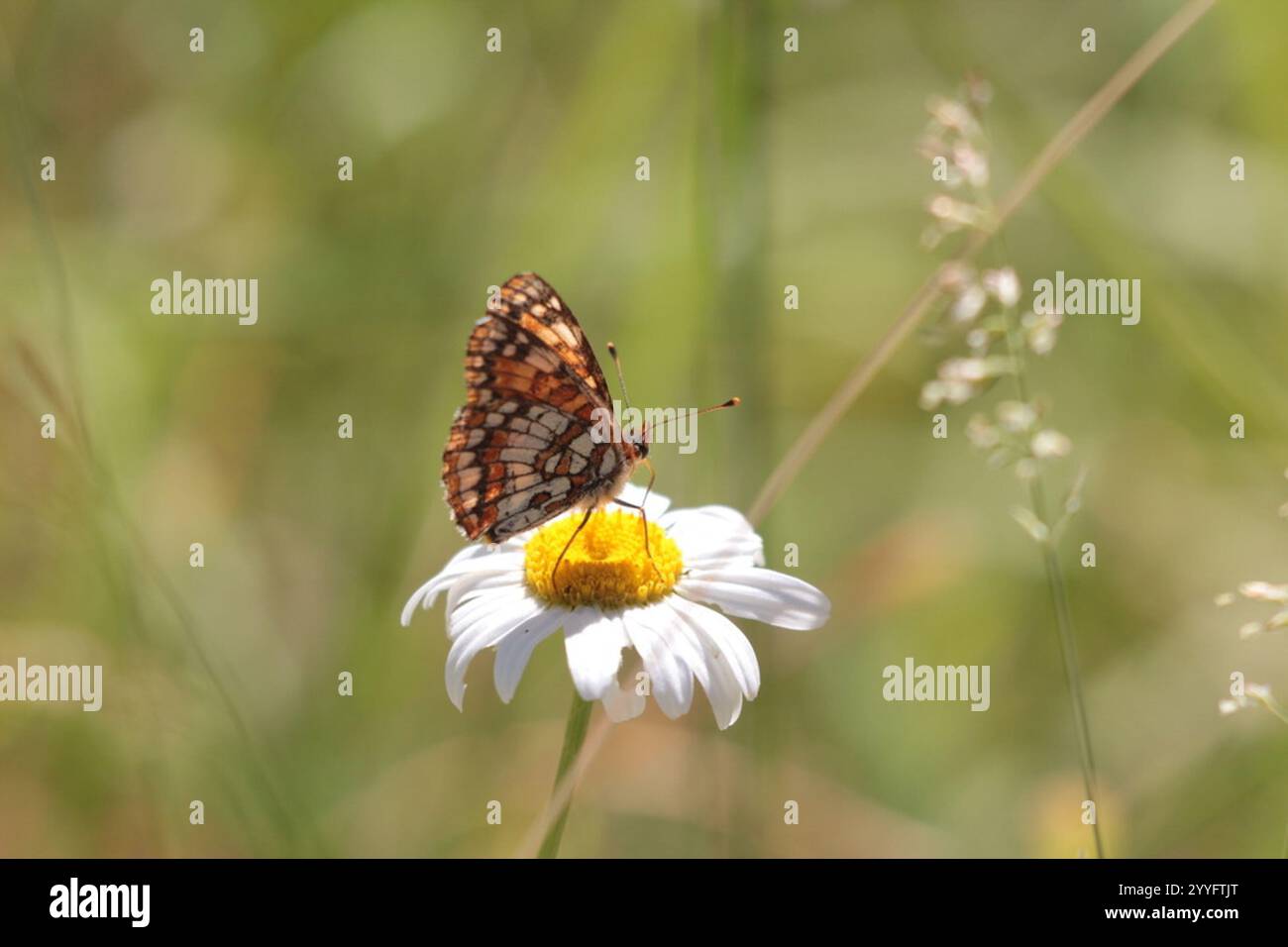 Northern Checkerspot (Chlosyne palla Stock Photo - Alamy