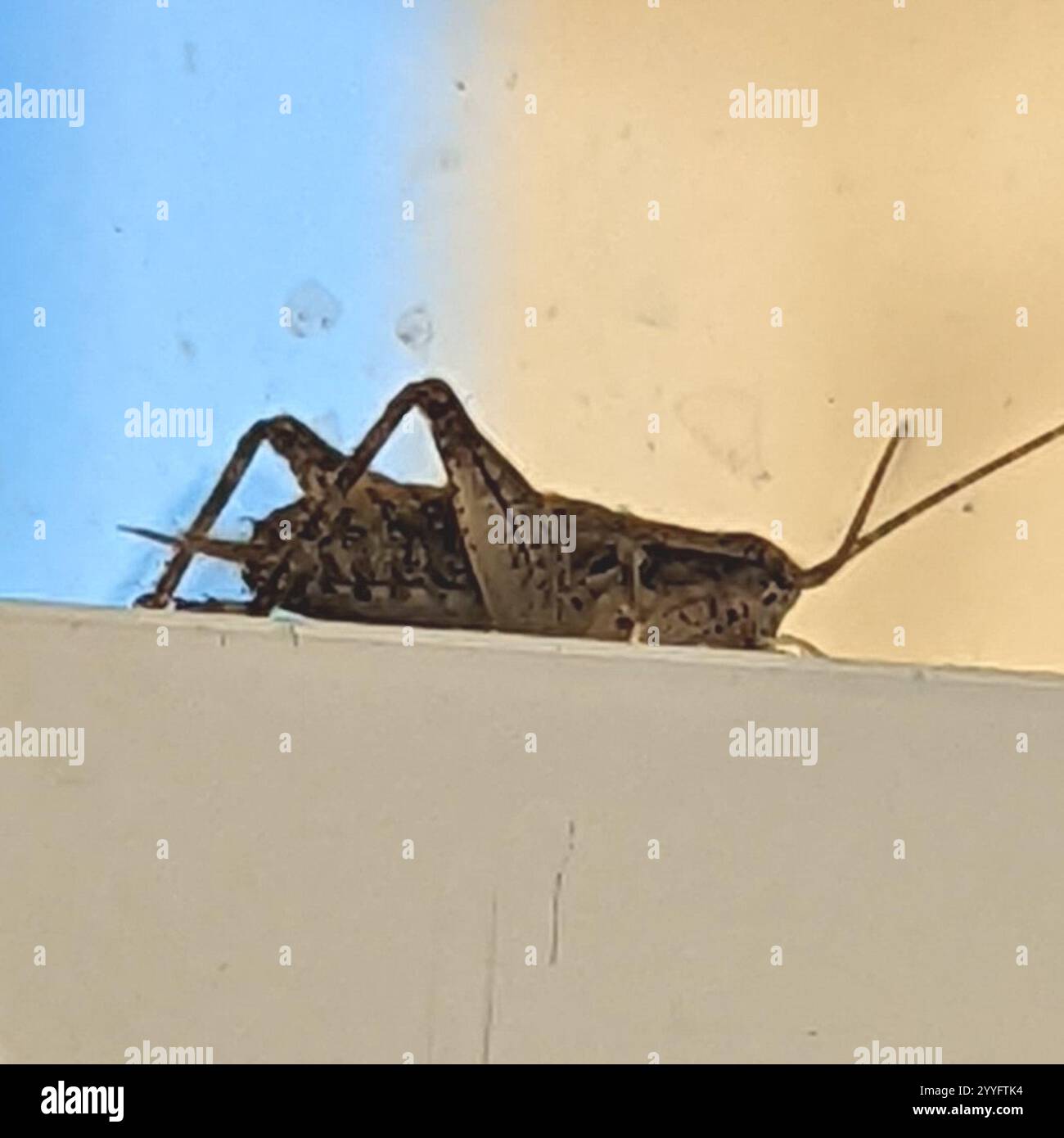 Jumping Bush Cricket (Hapithus saltator Stock Photo - Alamy