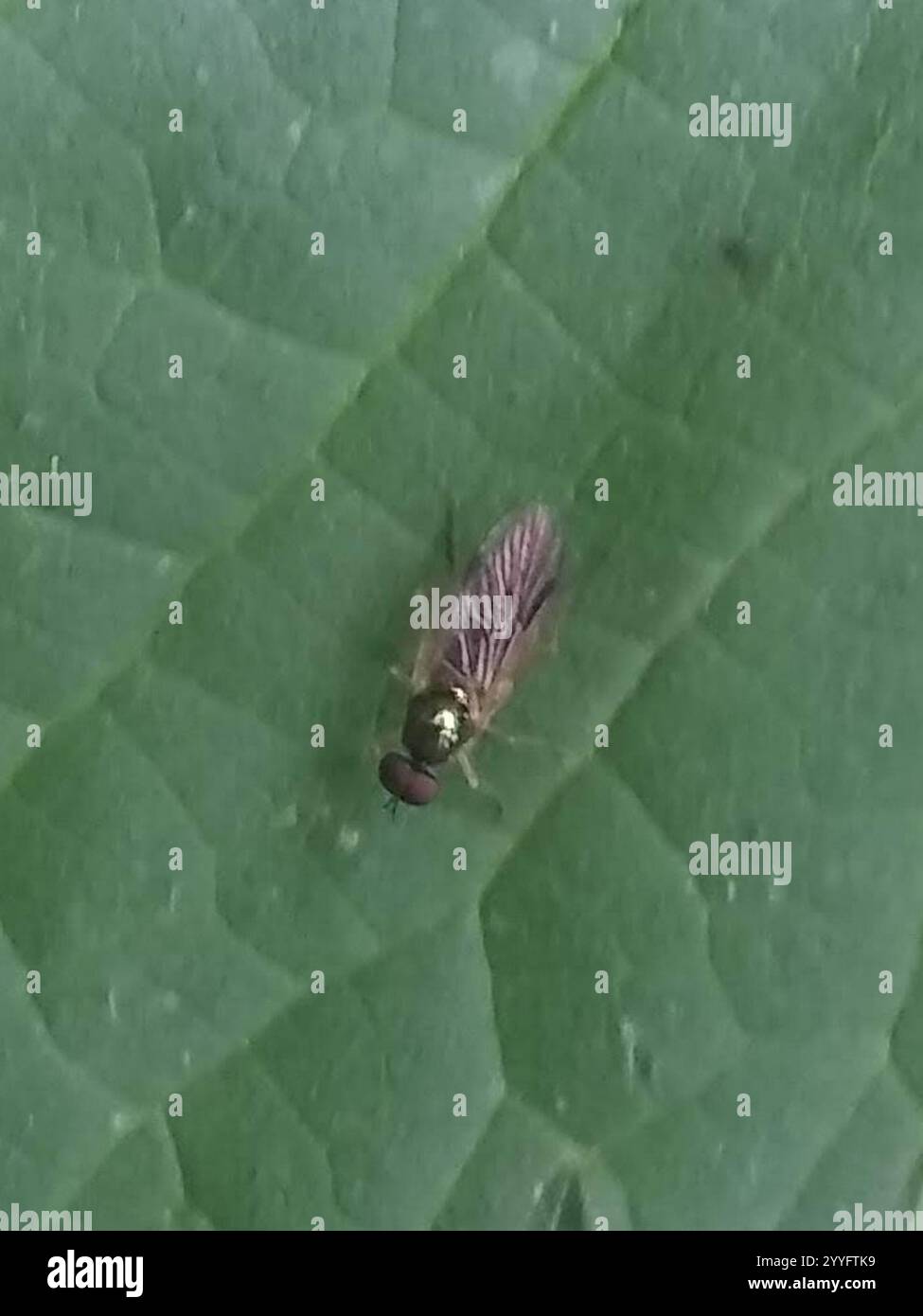 Beris hi-res stock photography and images - Alamy