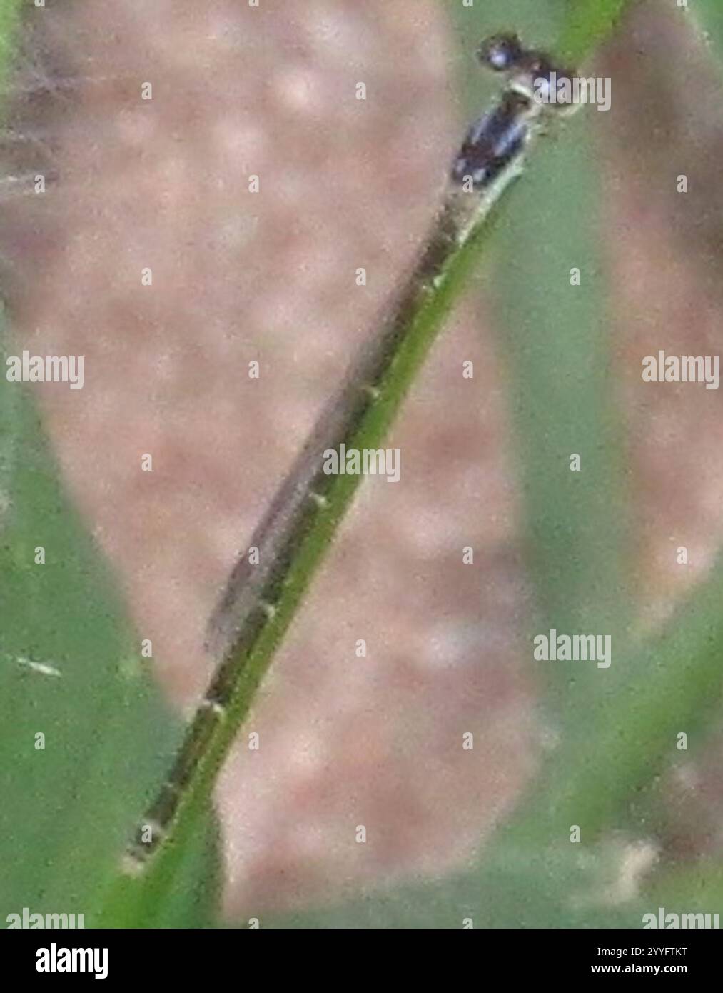 Fragile Forktail (Ischnura posita Stock Photo - Alamy