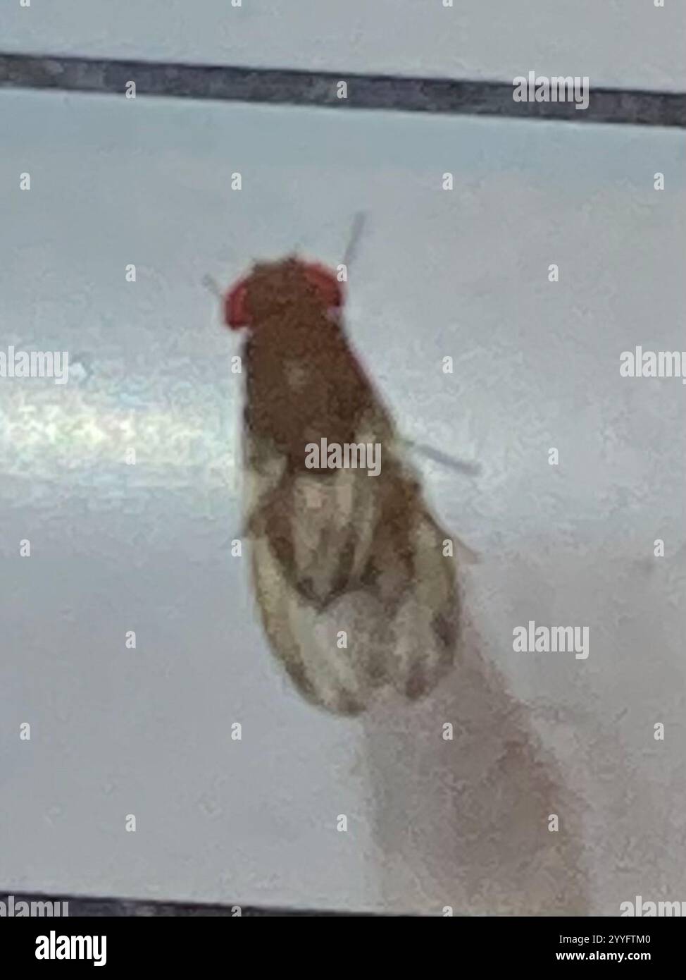 Small Fruit Flies (Drosophila Stock Photo - Alamy