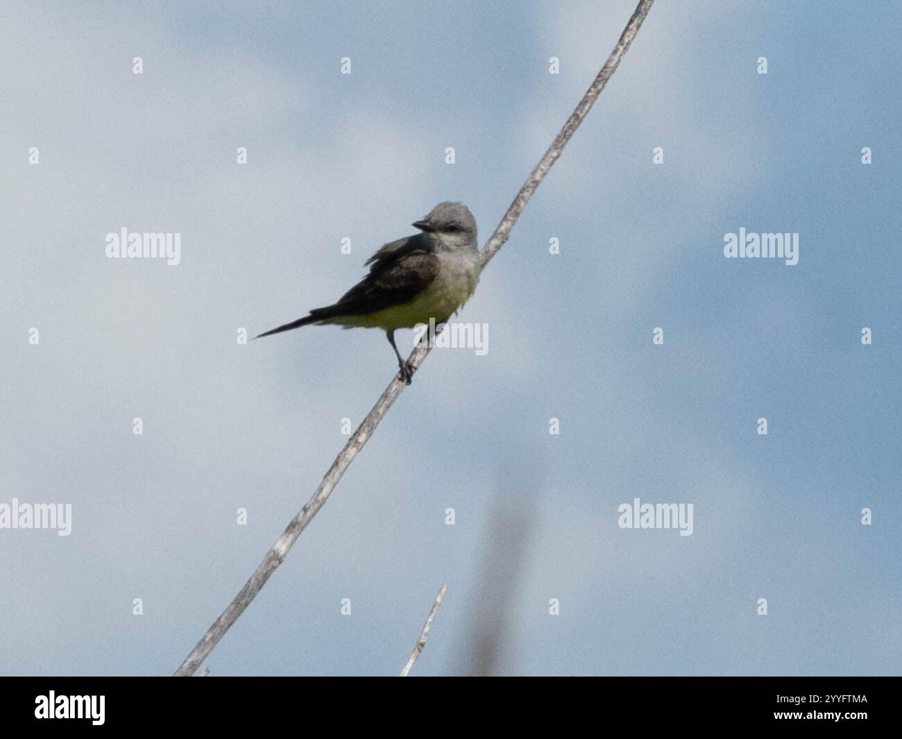 Western Kingbird (Tyrannus verticalis Stock Photo - Alamy