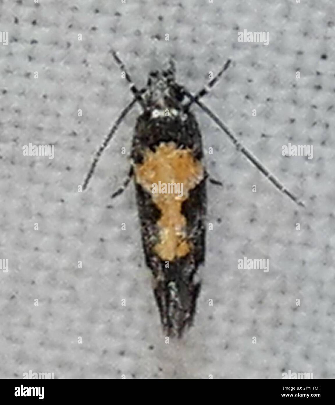 Red-necked Peanutworm Moth (Stegasta bosqueella Stock Photo - Alamy