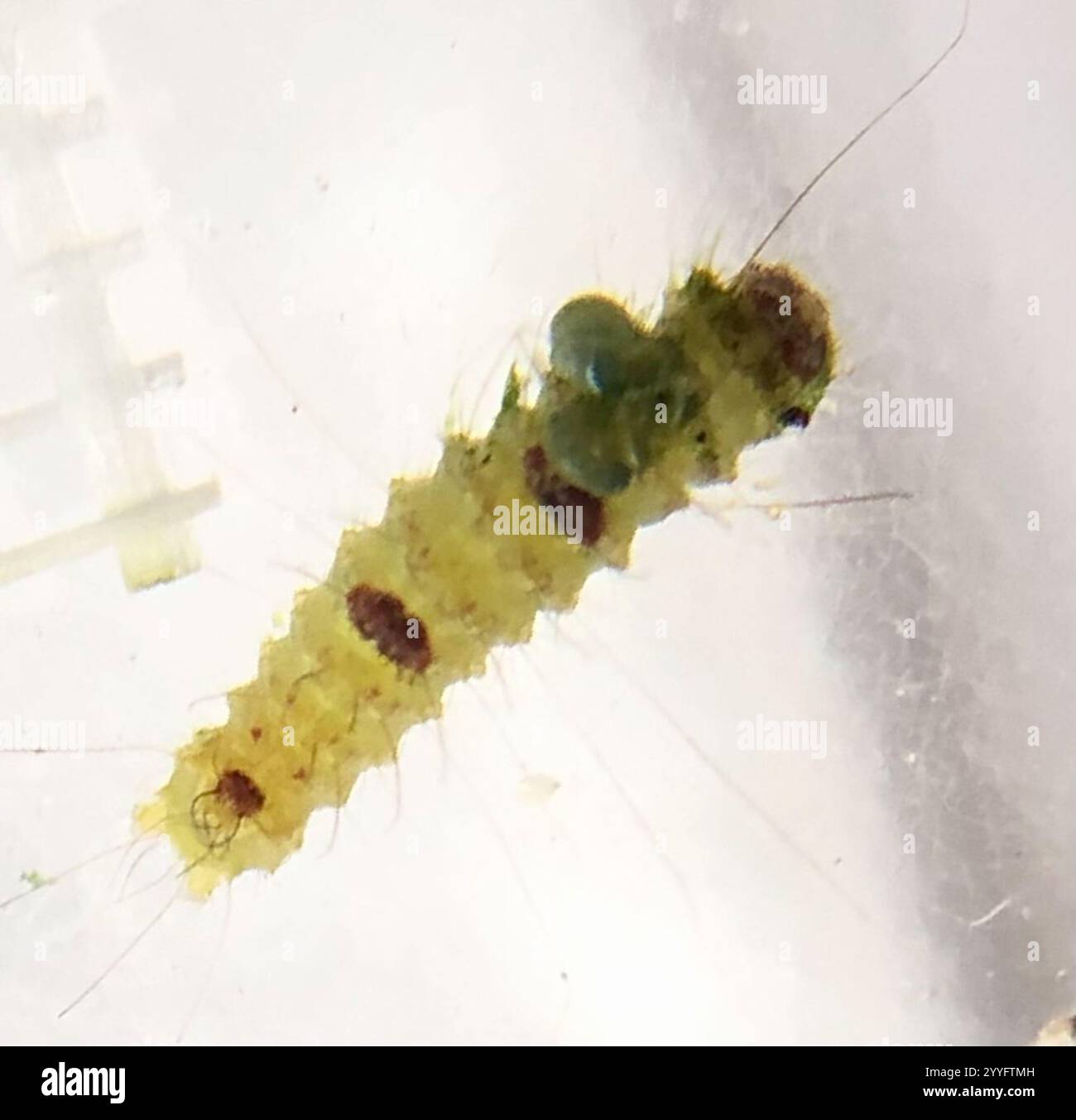 Ochre Dagger (Acronicta morula Stock Photo - Alamy