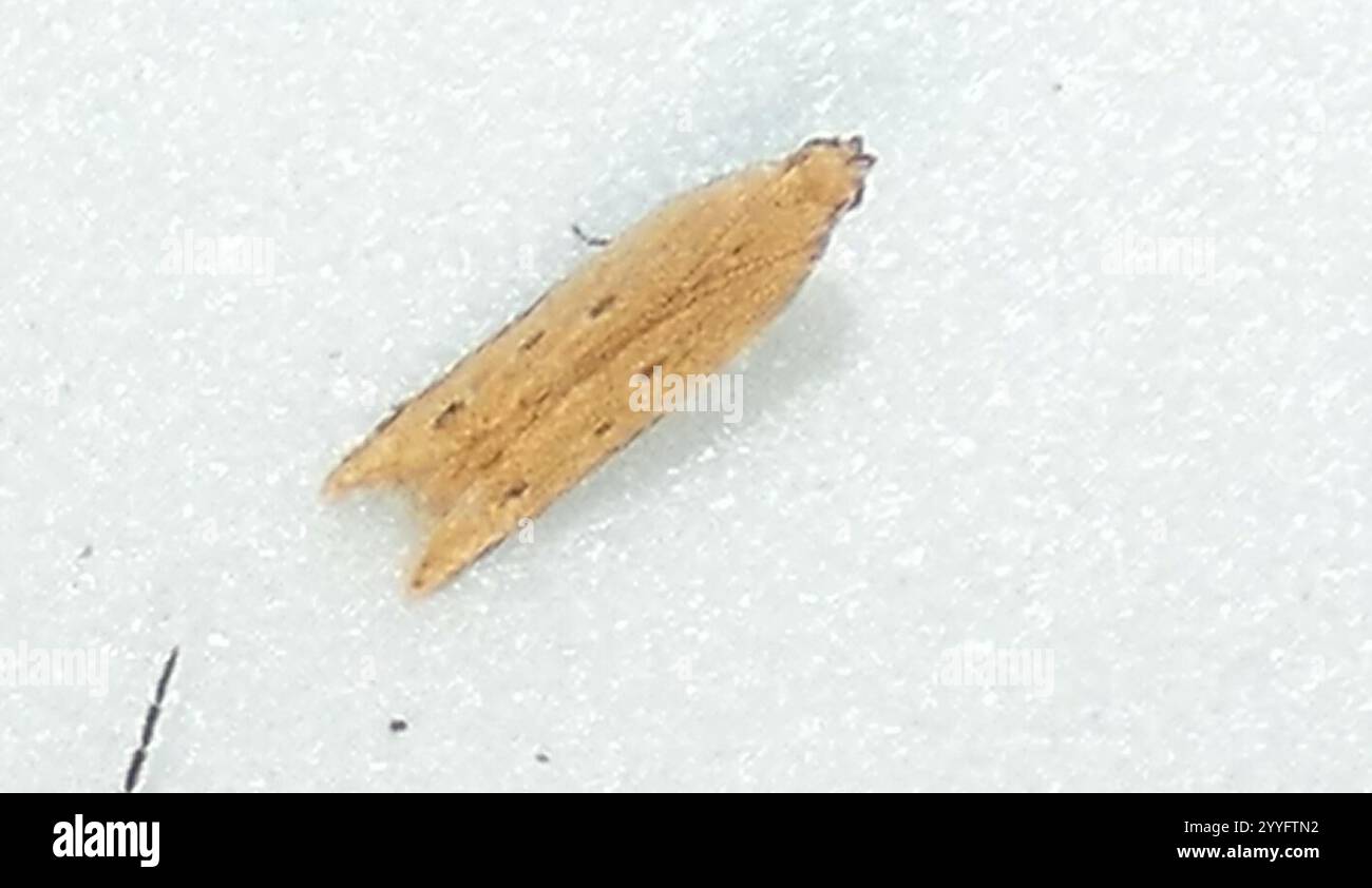 Soybean webworm hi-res stock photography and images - Alamy