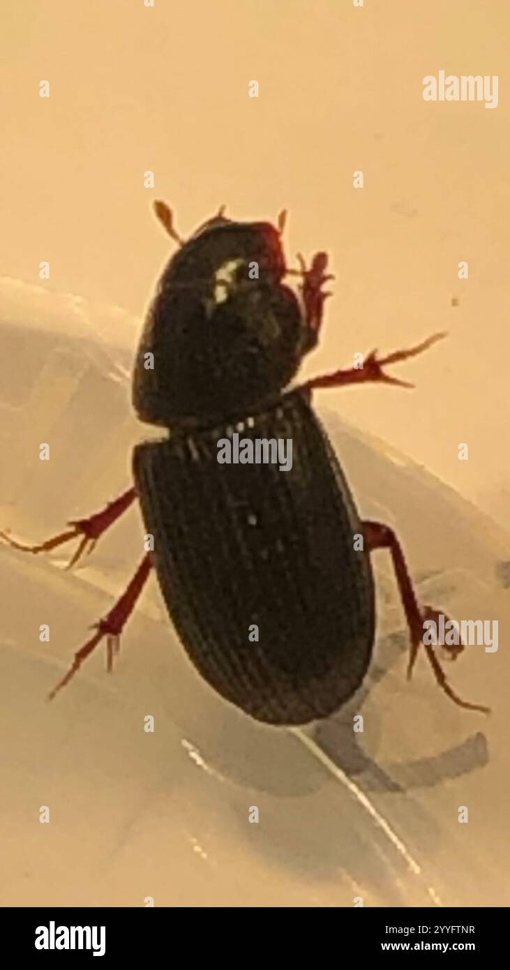 Small Dung Beetles (Aphodiinae Stock Photo - Alamy