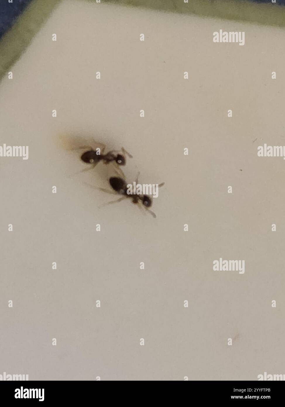 Odorous House Ant (Tapinoma sessile Stock Photo - Alamy