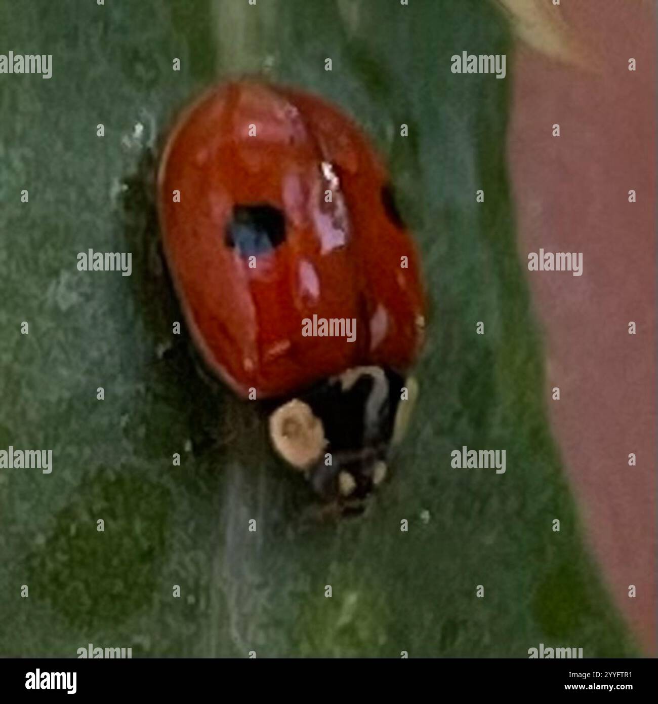 Two-spotted Lady Beetle (Adalia bipunctata Stock Photo - Alamy