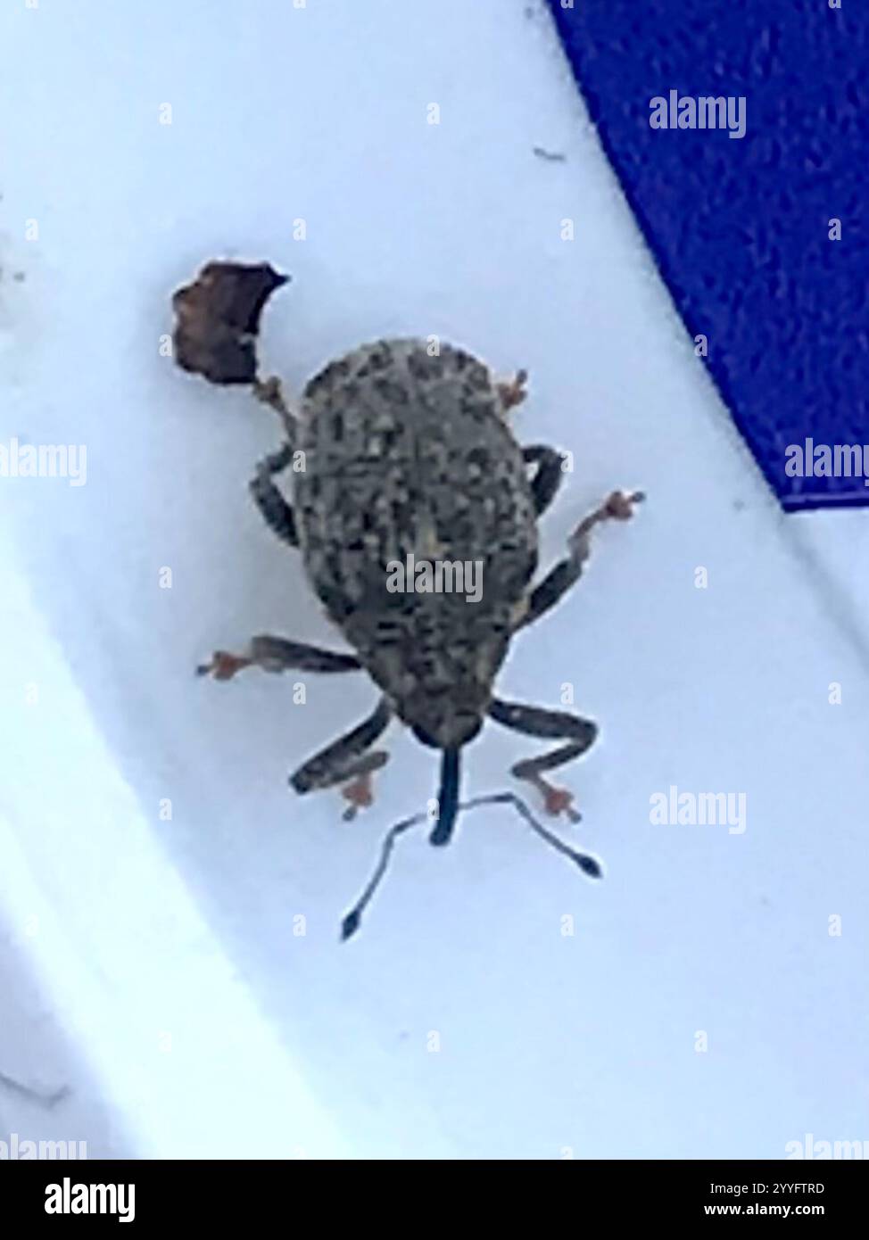 Cabbage Stem Weevil (Ceutorhynchus pallidactylus Stock Photo - Alamy