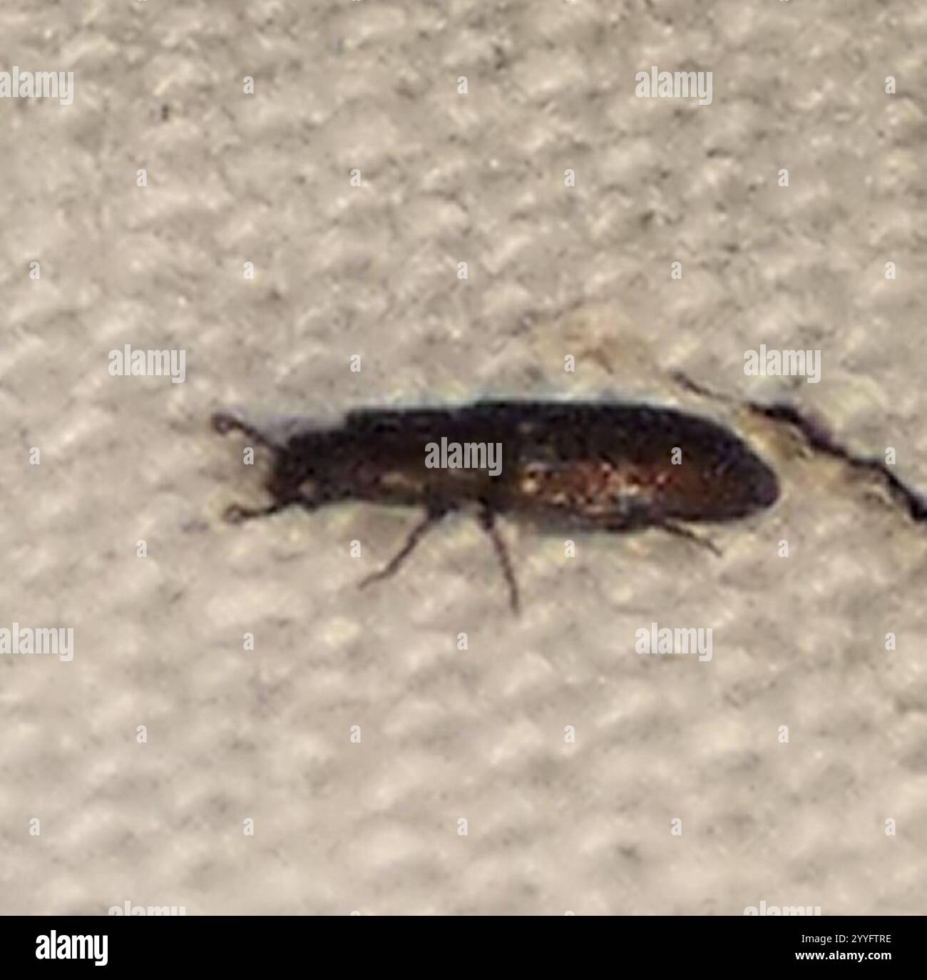 Sulcicollis hi-res stock photography and images - Alamy