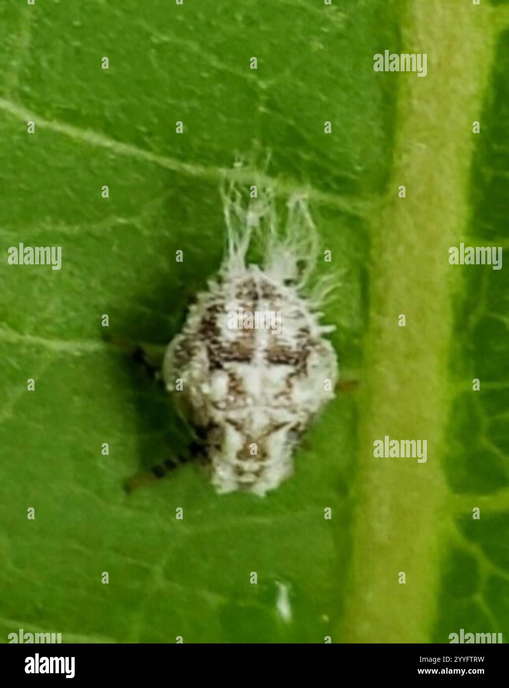 Two striped planthopper hi-res stock photography and images - Alamy