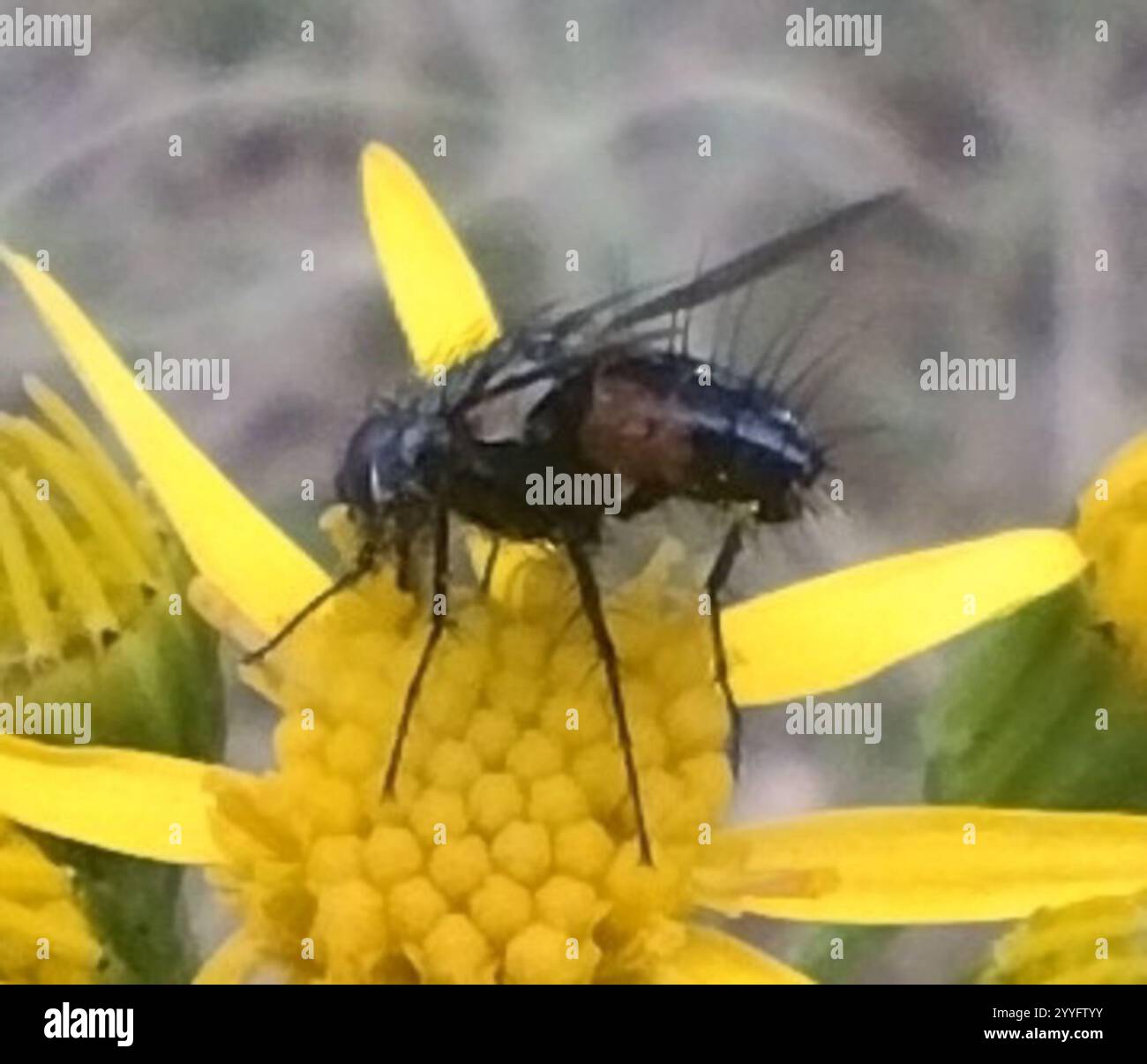 Red Spotted Parasite Fly (Eriothrix rufomaculata Stock Photo - Alamy