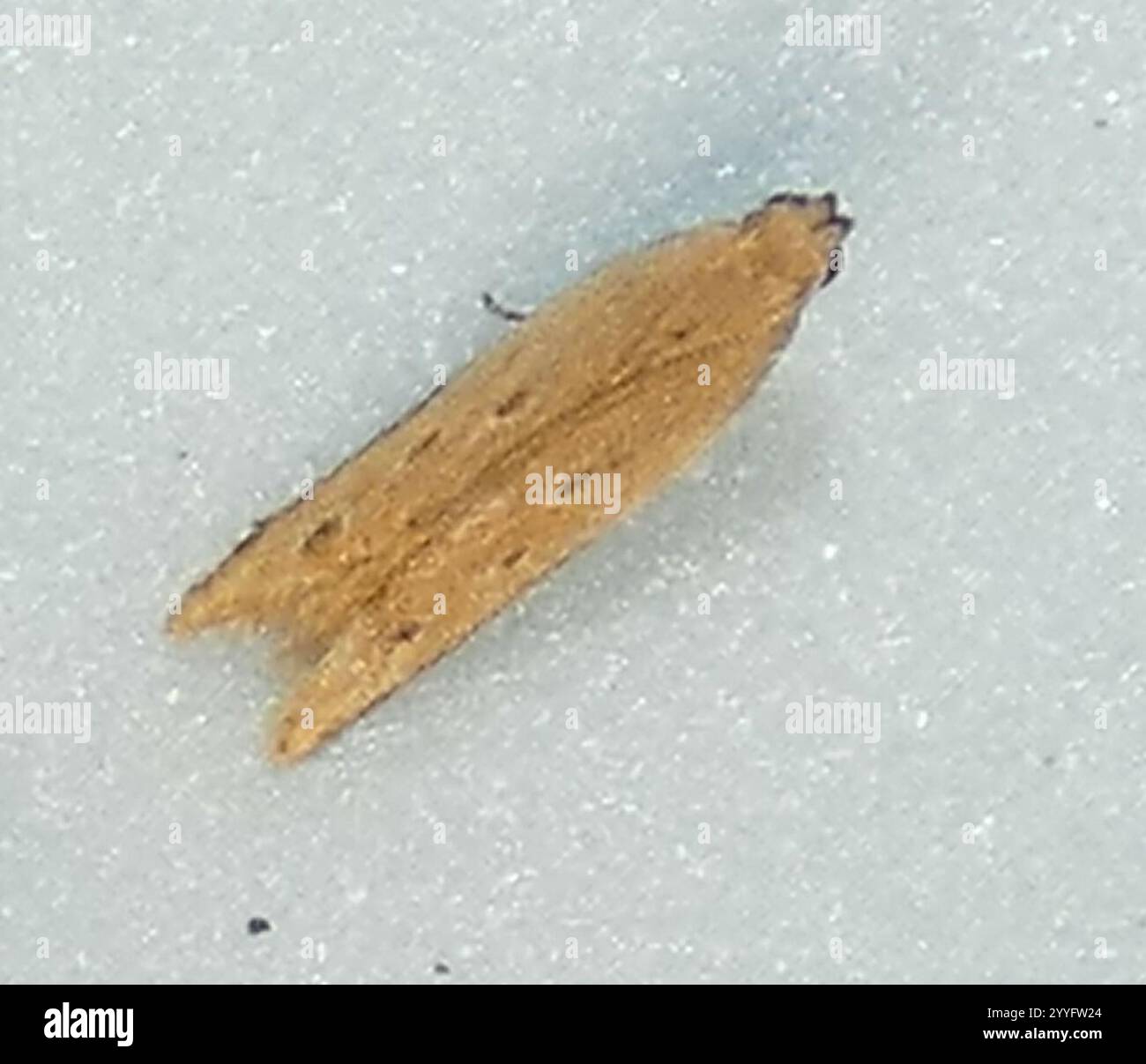 Soybean Webworm Moth (Mesophleps adustipennis Stock Photo - Alamy