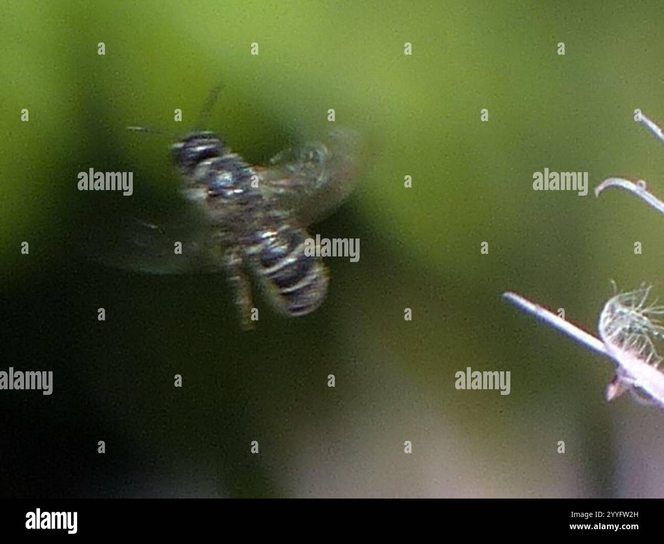 Armored-Resin bees (Heriades Stock Photo - Alamy
