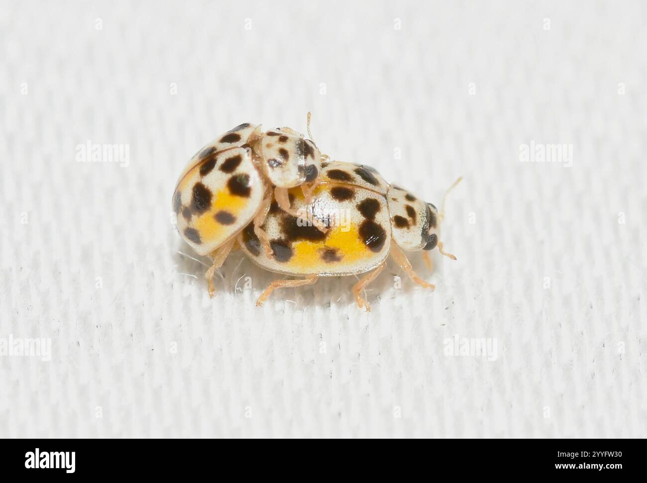 Twenty-spotted Lady Beetle (Psyllobora vigintimaculata Stock Photo - Alamy