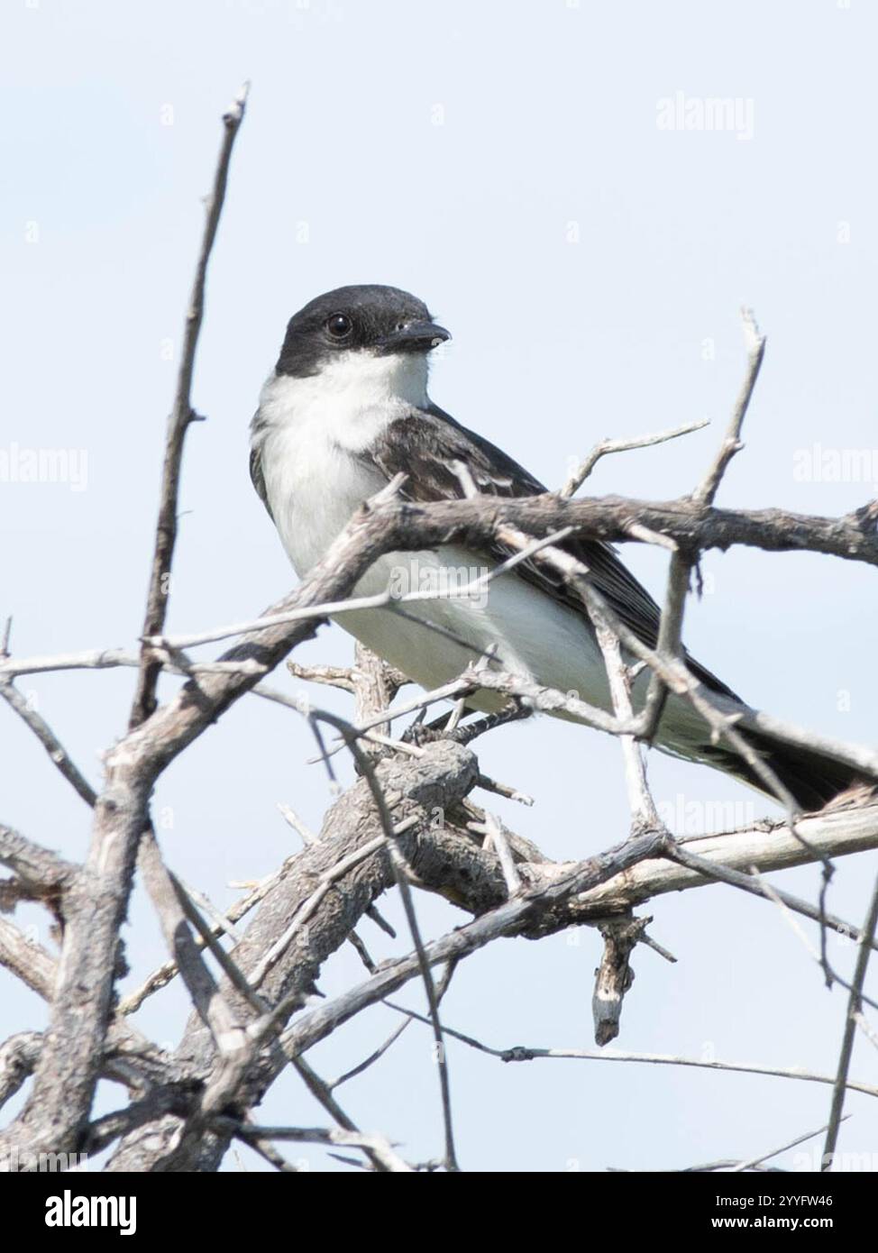 Eastern Kingbird (Tyrannus tyrannus Stock Photo - Alamy