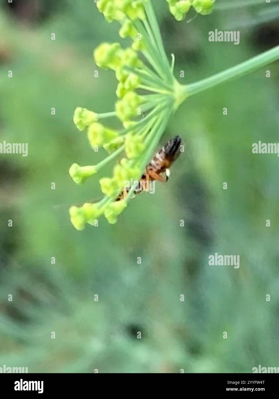 Diplazon laetatorius hi-res stock photography and images - Alamy