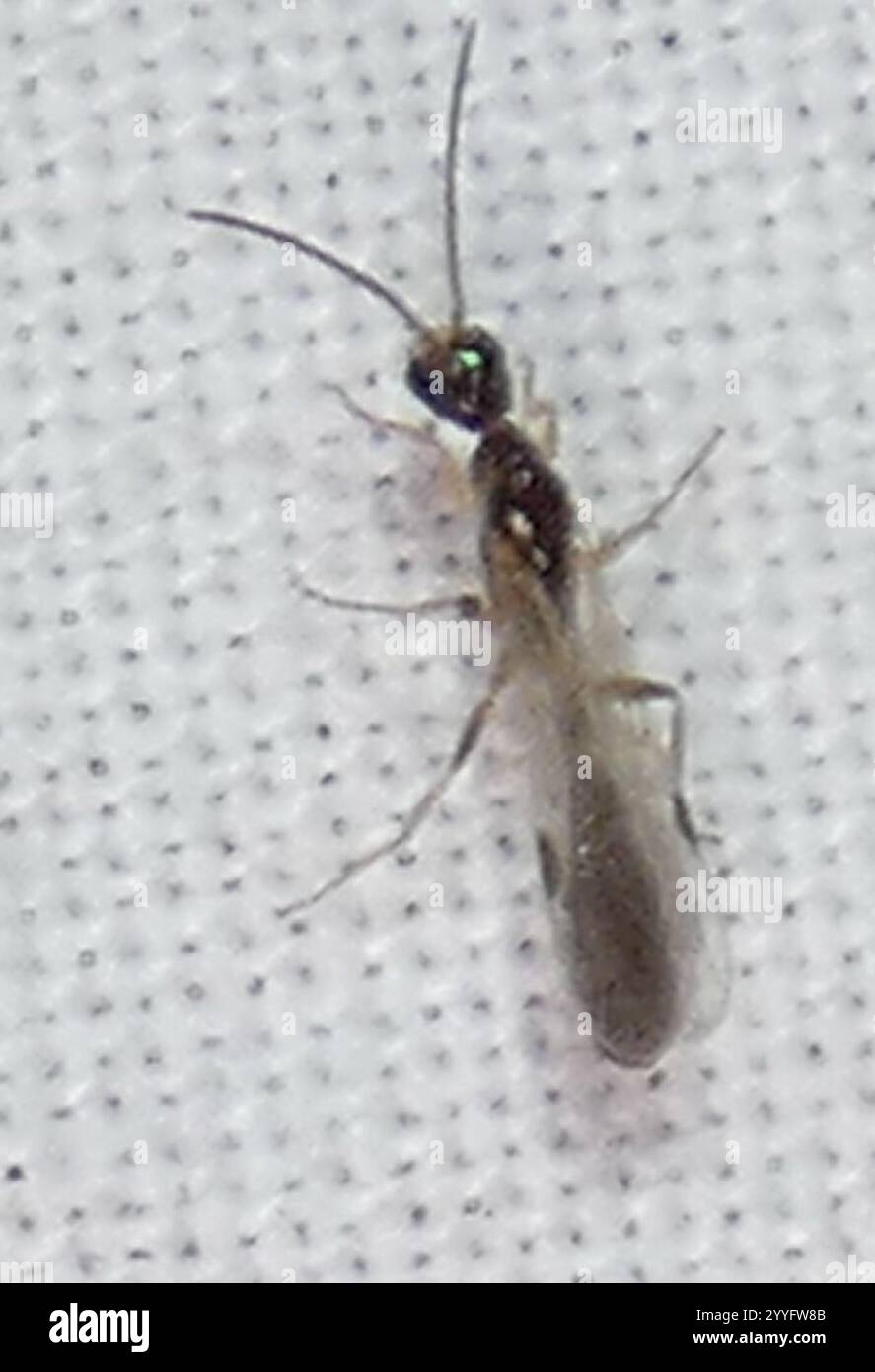 Shining Dark Twig Ant (Pseudomyrmex ejectus Stock Photo - Alamy