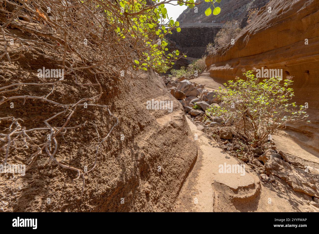 A rocky, dry path with a small plant growing in the dirt. The plant is ...