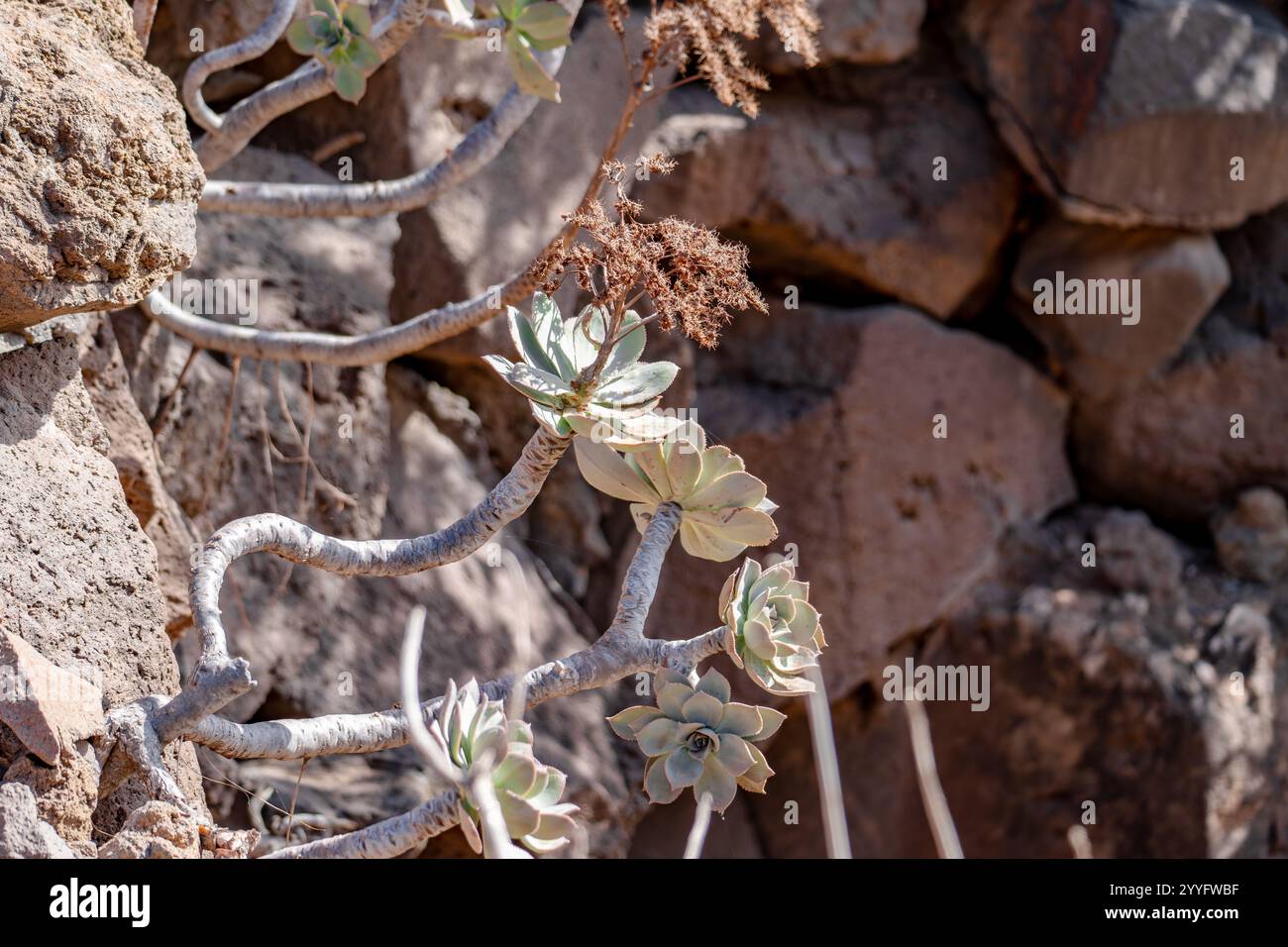 A small plant with a few leaves is growing on a rock. The plant is ...