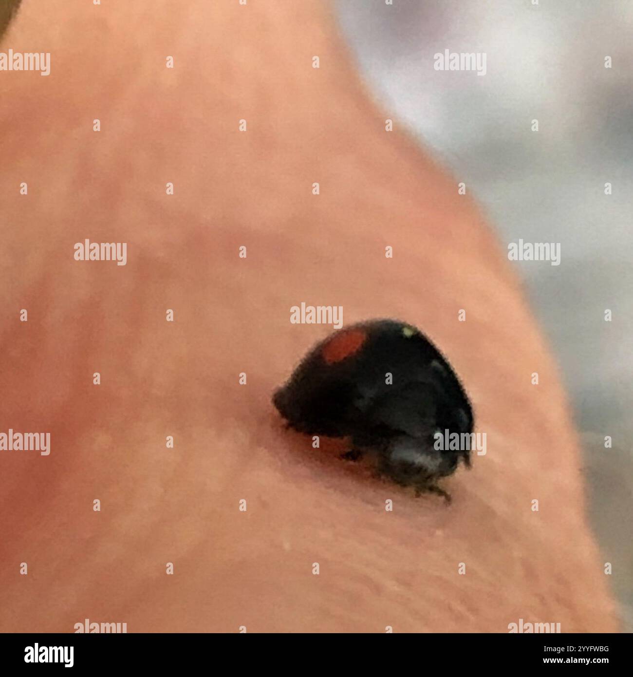 Twice-stabbed Lady Beetle (Chilocorus stigma Stock Photo - Alamy
