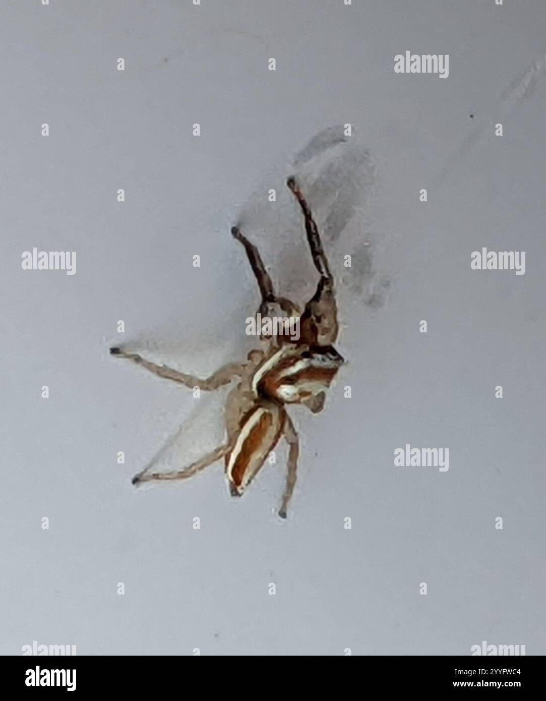 Hooked Striking Jumping Spider (Icius hamatus Stock Photo - Alamy