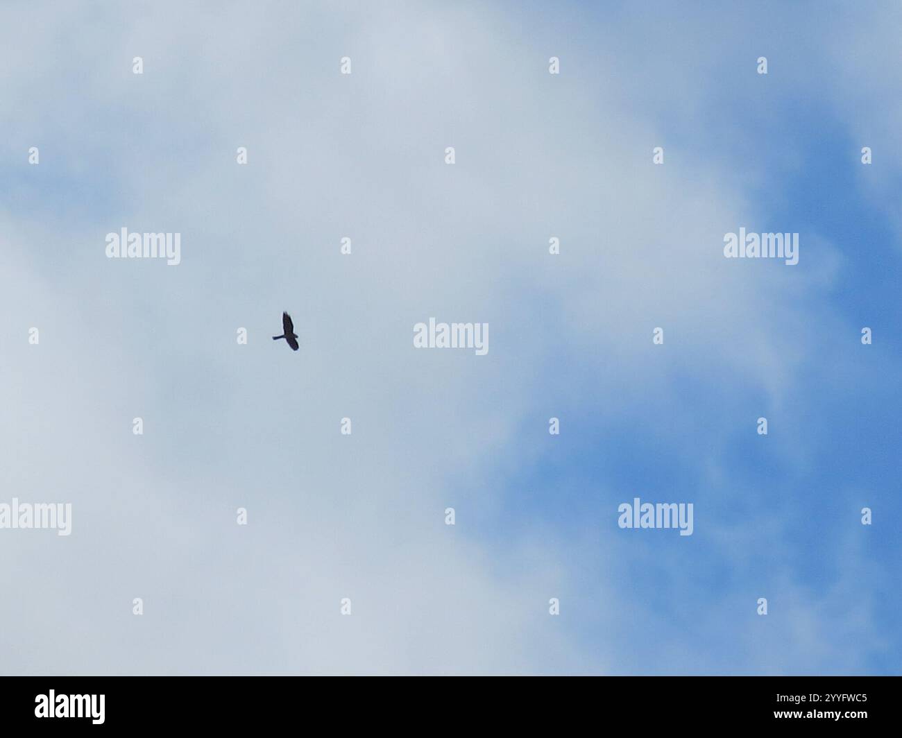 Hawks, Eagles, and Kites (Accipitridae Stock Photo - Alamy