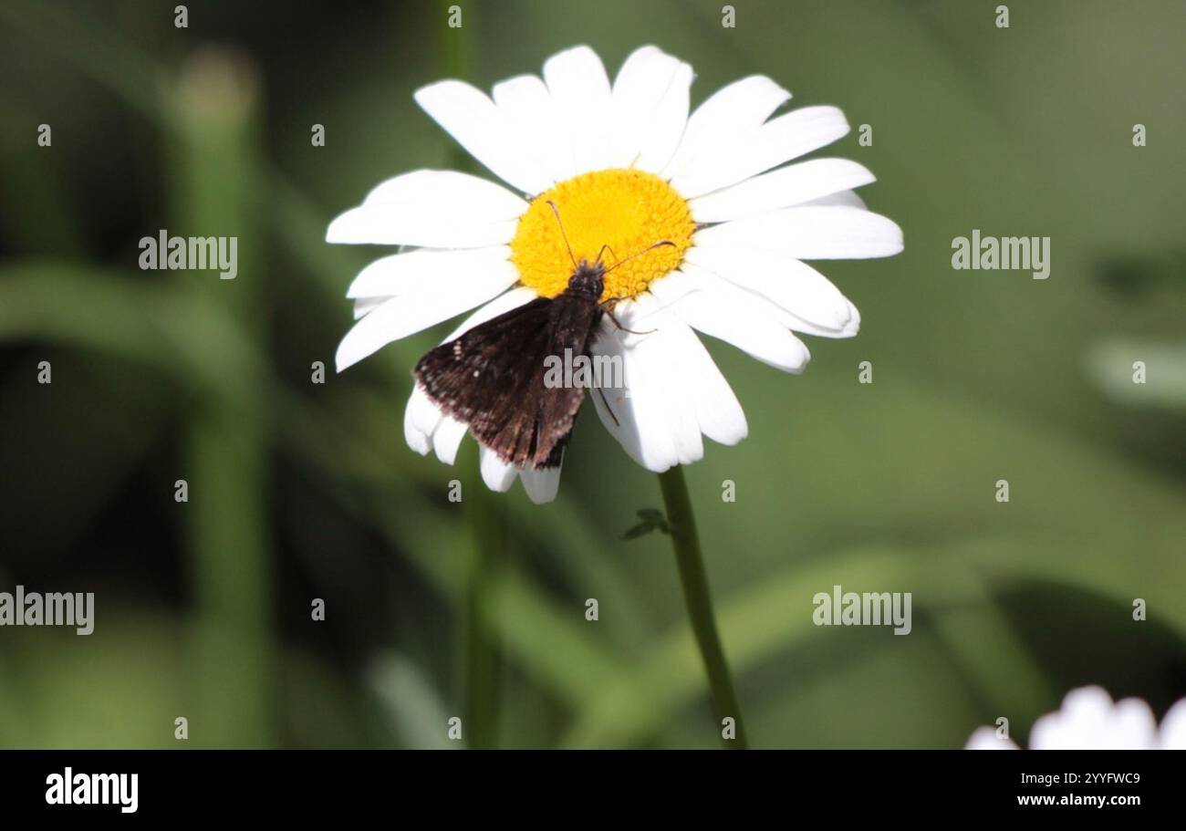 Persius Duskywing (Erynnis persius Stock Photo - Alamy