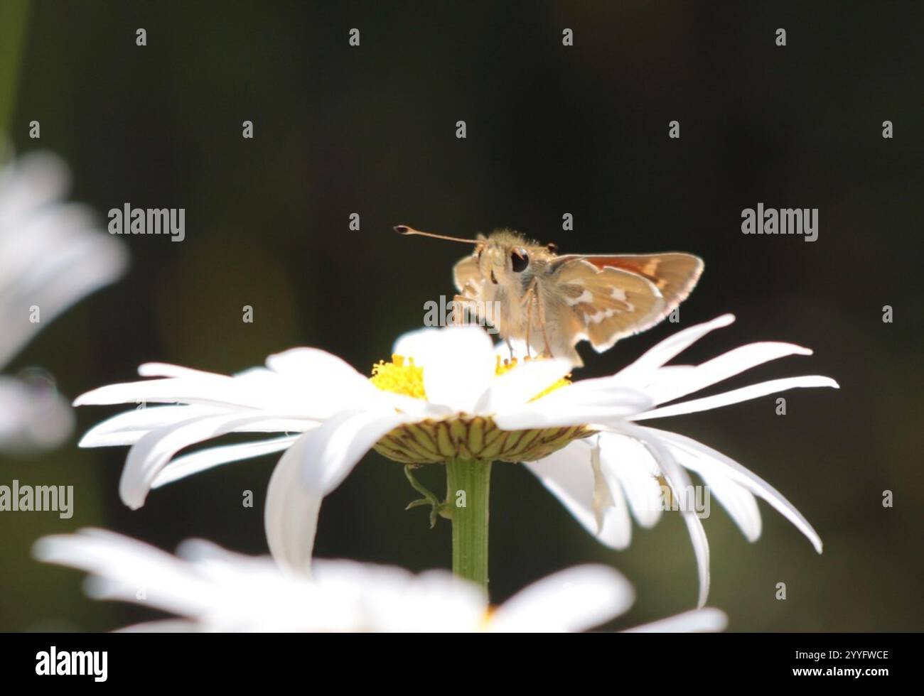 Western Branded Skipper (Hesperia colorado Stock Photo - Alamy