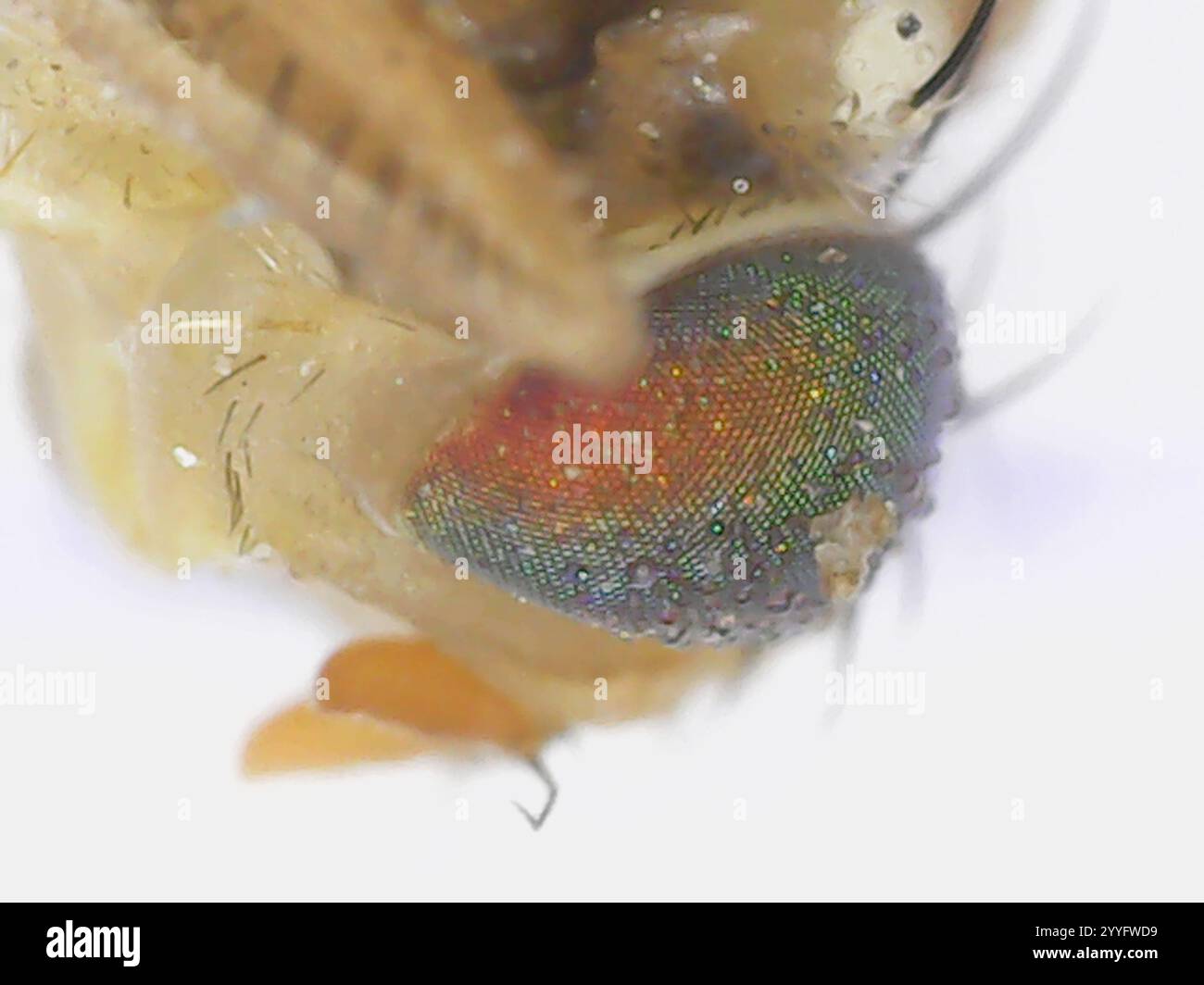 Walnut Husk Fly (Rhagoletis completa Stock Photo - Alamy