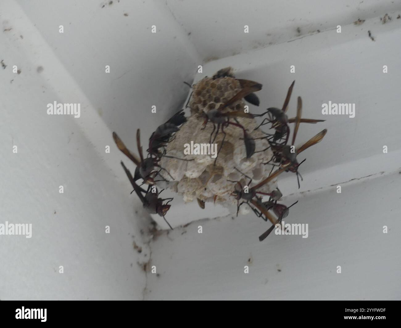 Needle-waisted Paper Wasps (Belonogaster Stock Photo - Alamy