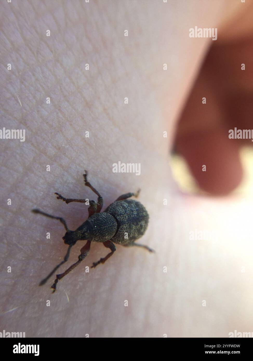 Clay-coloured Weevil (Otiorhynchus singularis Stock Photo - Alamy