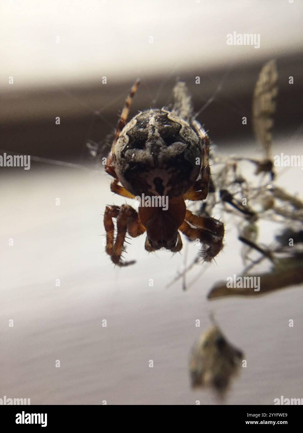 Furrow Spiders (Larinioides Stock Photo - Alamy