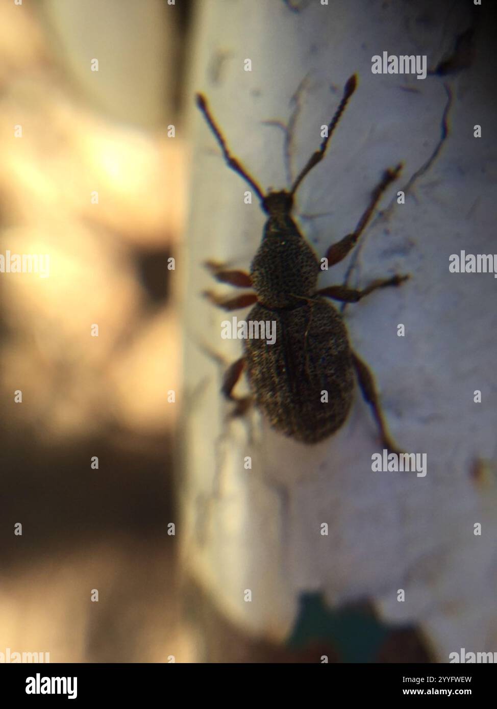 Clay-coloured Weevil (Otiorhynchus singularis Stock Photo - Alamy