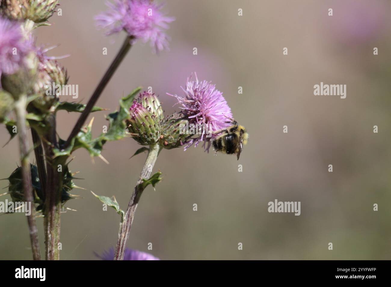 Bombus centralis hi-res stock photography and images - Alamy