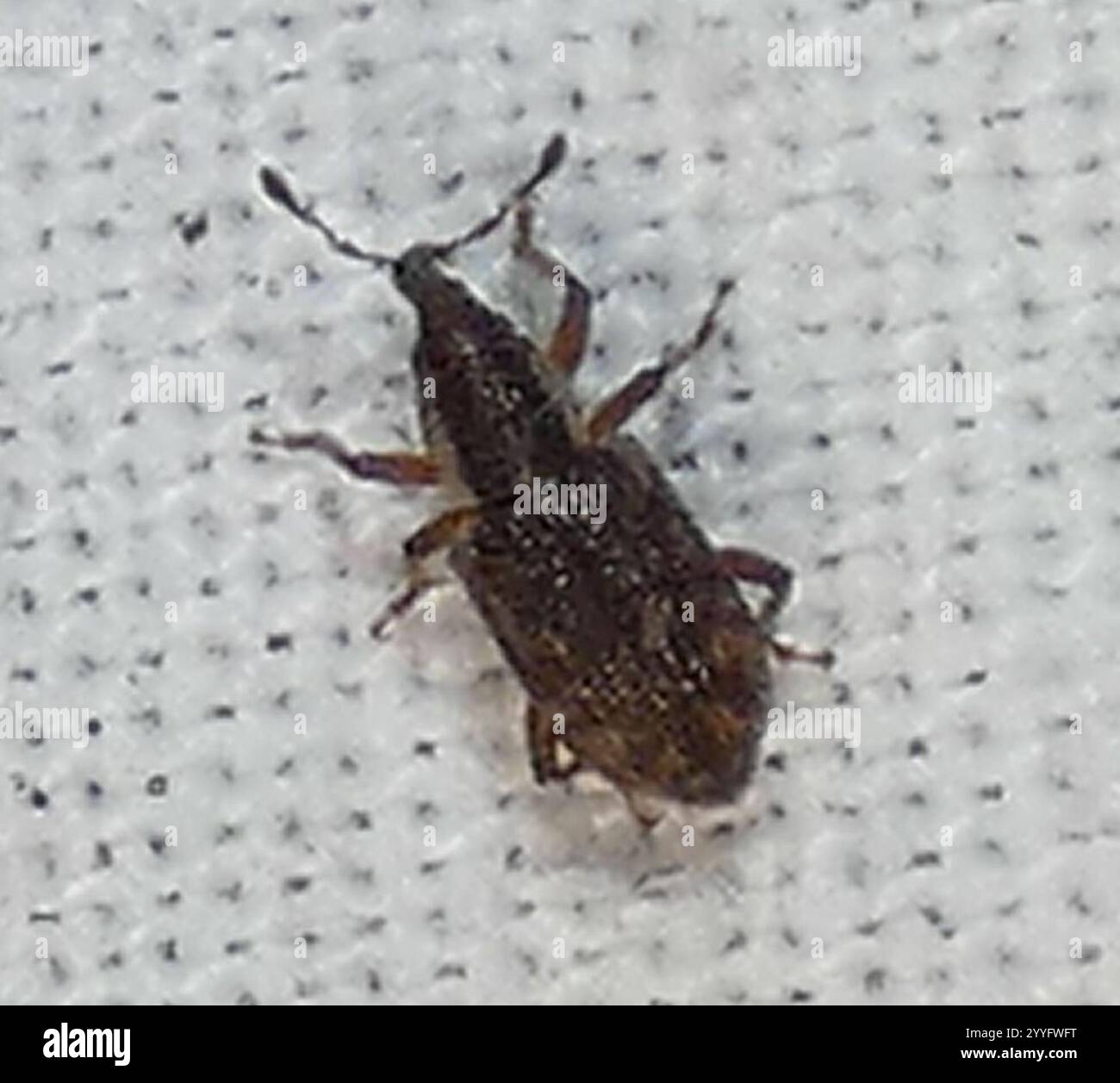 True Weevils (Curculionidae Stock Photo - Alamy